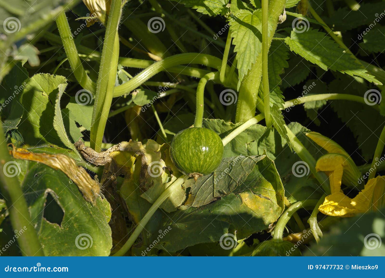 Small pumpkin on a branch stock photo. Image of delicious - 97477732