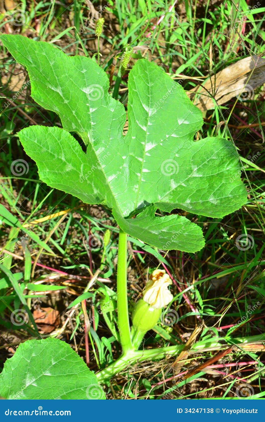 Small pumpkin stock photo. Image of diet, flower, agriculture - 34247138