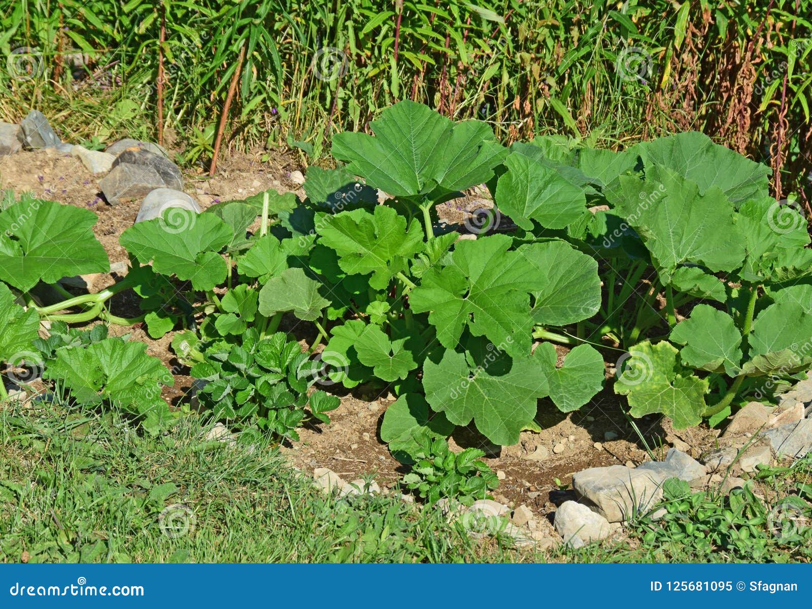 Small Pumpkin Patch in the Garden Stock Image - Image of natural, plant ...