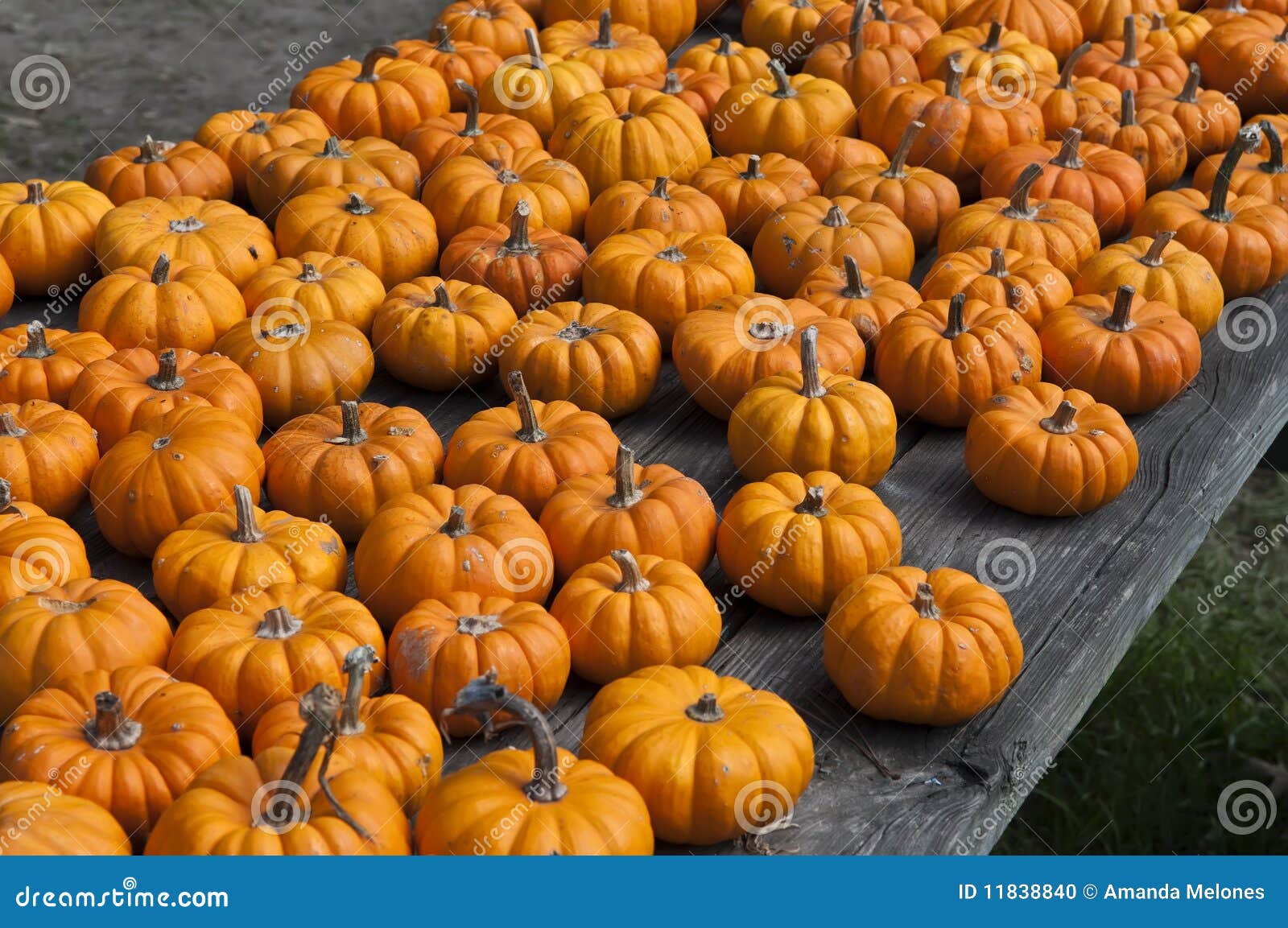 Small pumpkins. stock photo. Image of pumpkin, diet, gourd - 11838840
