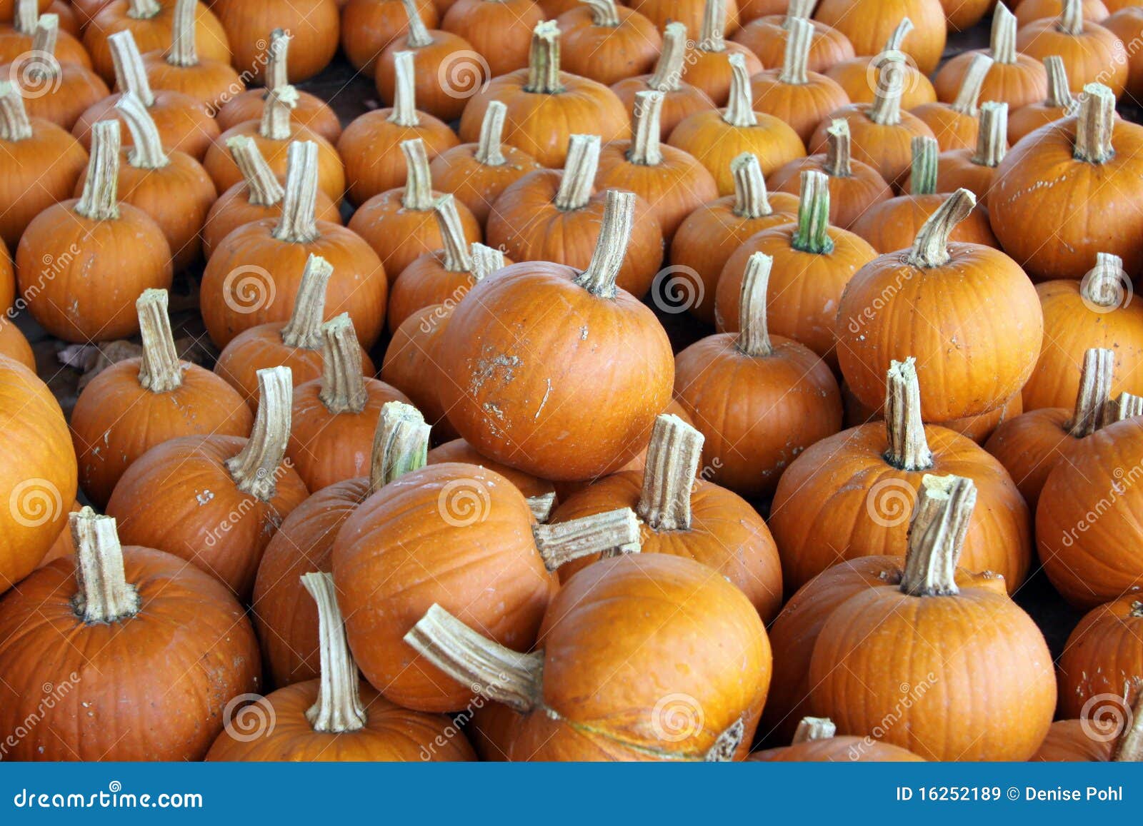 Small pumpkins. stock image. Image of market, holiday - 16252189