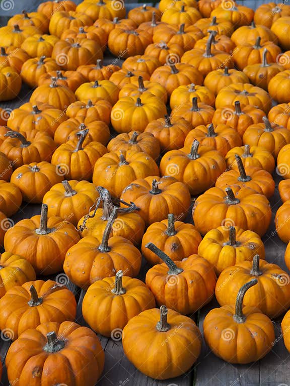 Small pumpkins stock image. Image of harvest, diet, pilgrim - 24663677