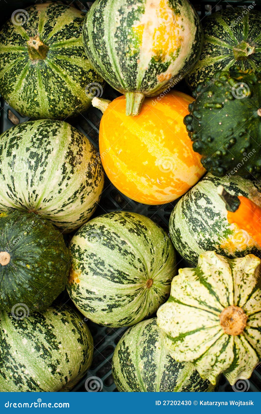 Small pumpkins stock photo. Image of farm, holiday, background - 27202430