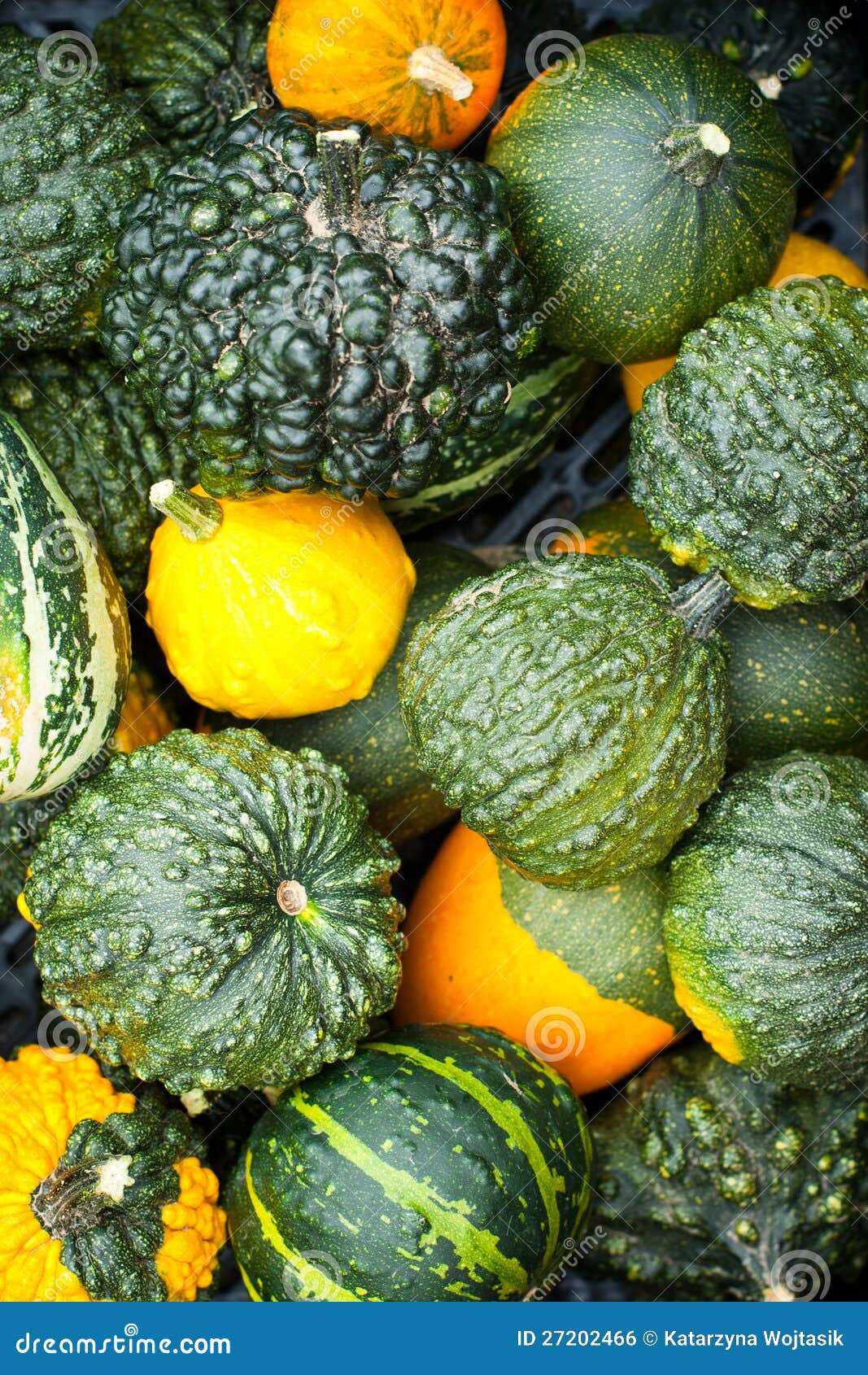 Small pumpkins stock photo. Image of decorative, november - 27202466