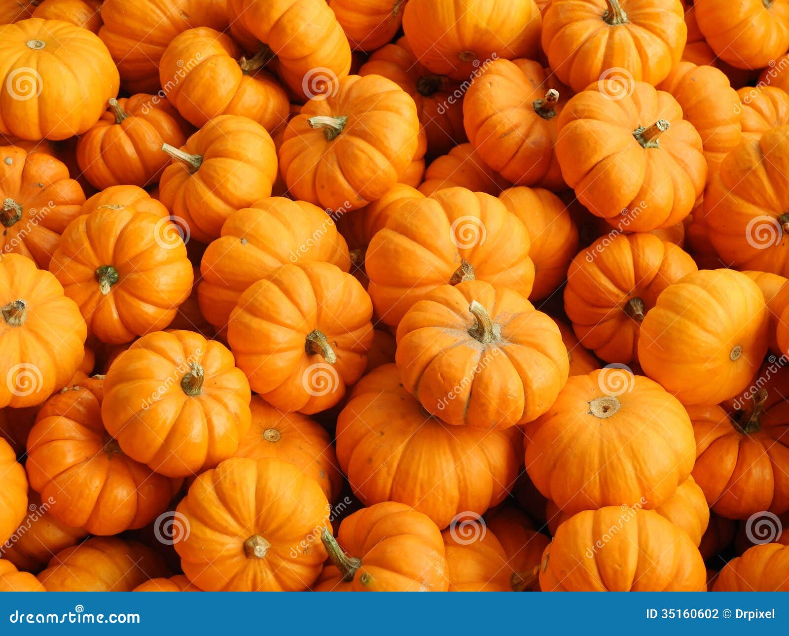 Small pumpkins stock photo. Image of autumn, halloween - 35160602