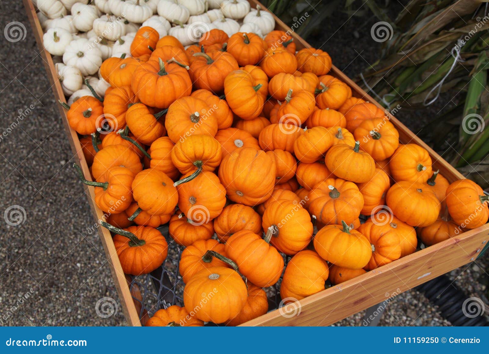 Small pumpkins or gourds stock photo. Image of orange - 11159250