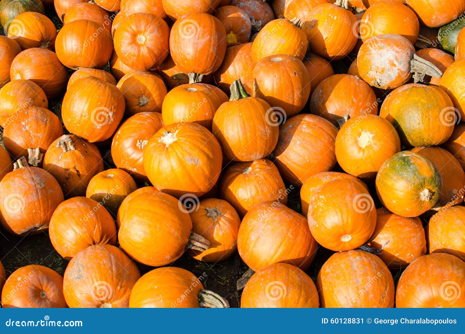 Small pumpkins stock image. Image of lots, produce, gourd - 60128831