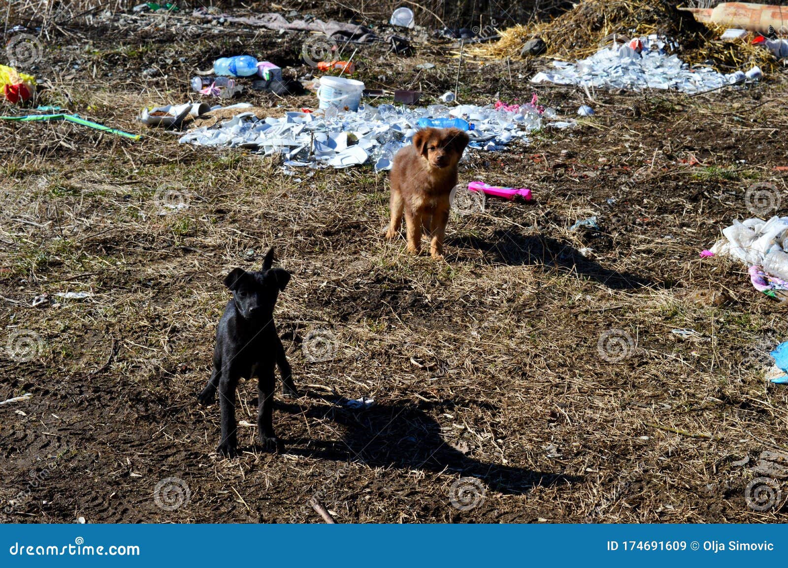Small puppies in a dump stock image. Image of puppies - 174691609