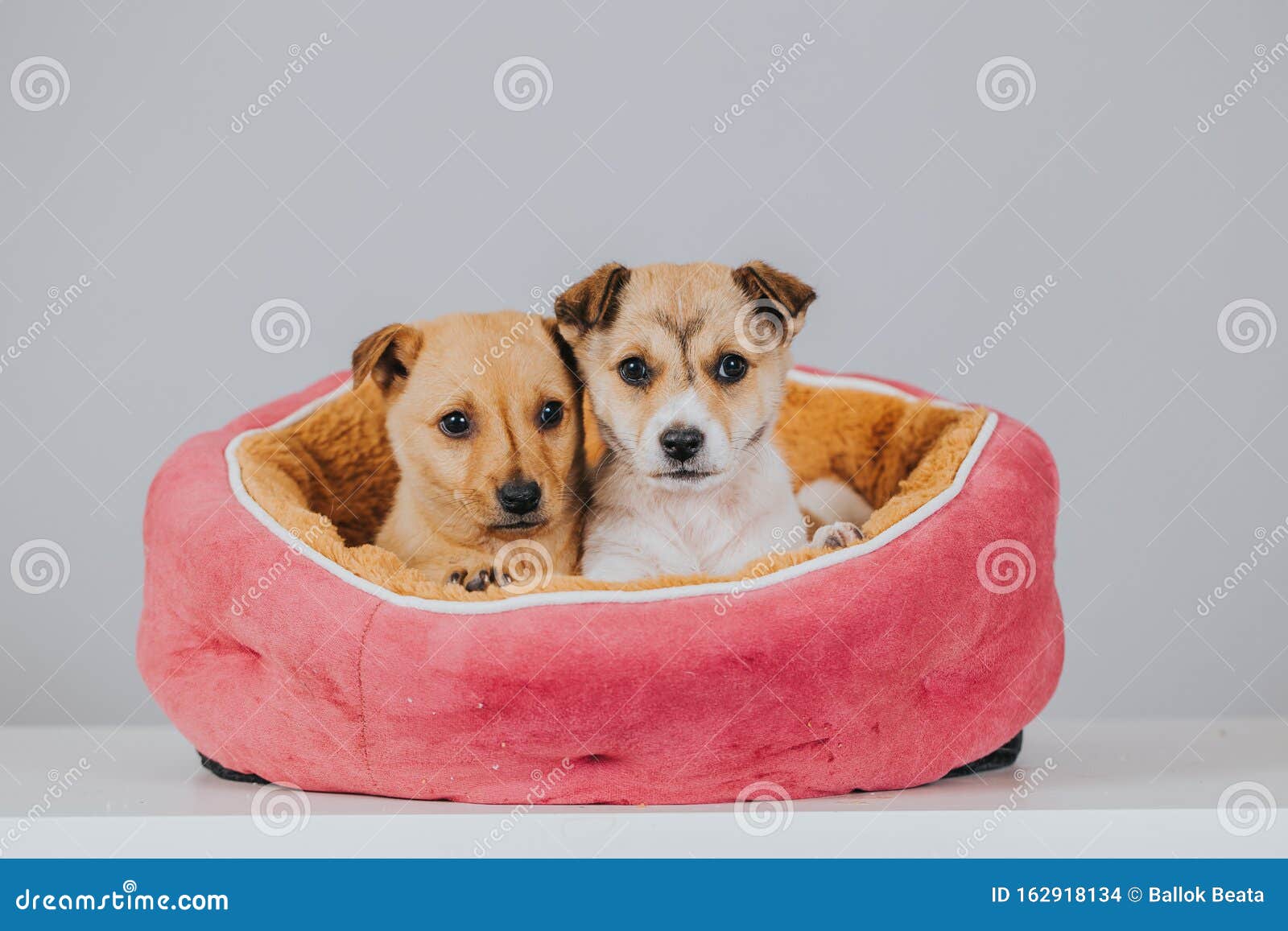 Small Puppies Resting in a Bed in the Studio Stock Photo - Image of ...