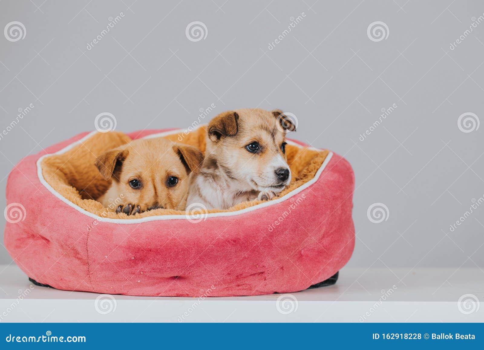 Small Puppies Resting in a Bed in the Studio Stock Photo - Image of ...