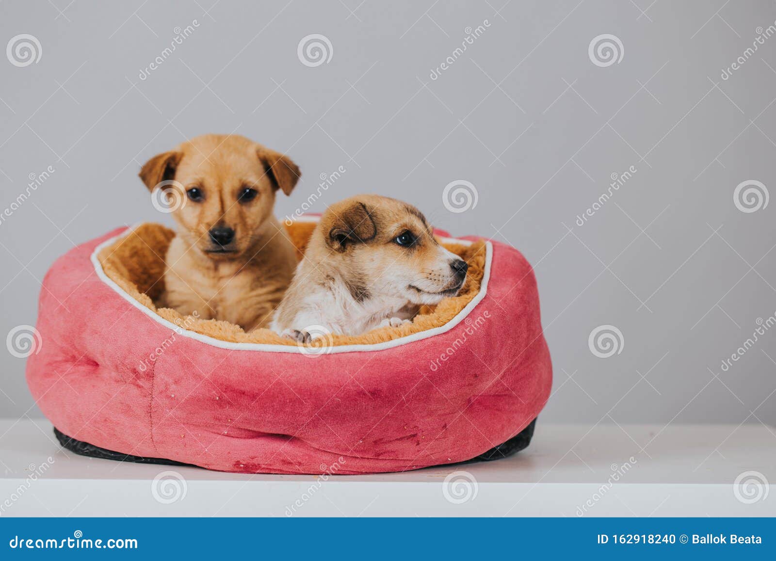 Small Puppies Resting in a Bed in the Studio Stock Photo - Image of ...