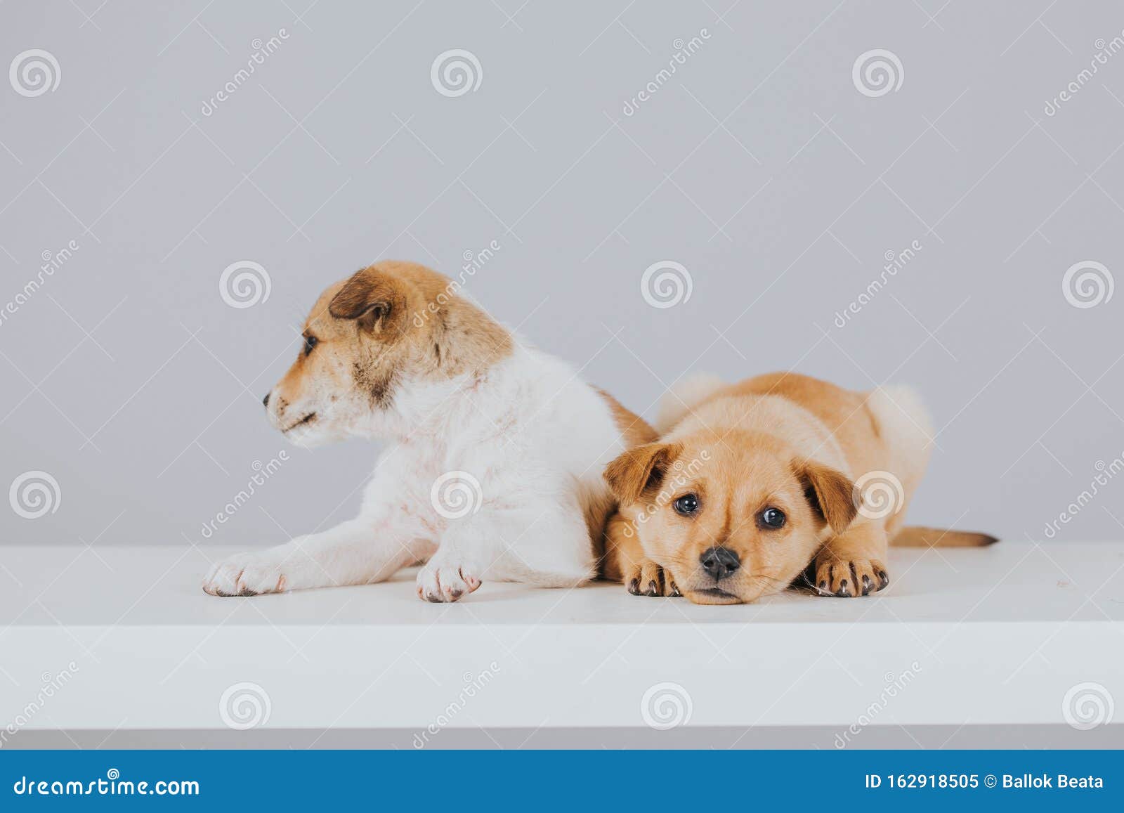 Small Puppies Resting in a Bed in the Studio Stock Image - Image of ...