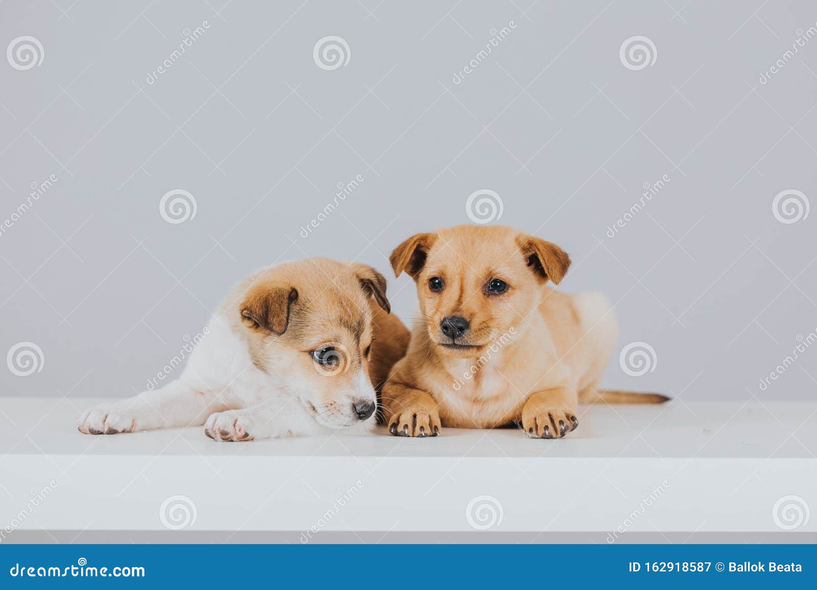 Small Puppies Resting in a Bed in the Studio Stock Image - Image of ...
