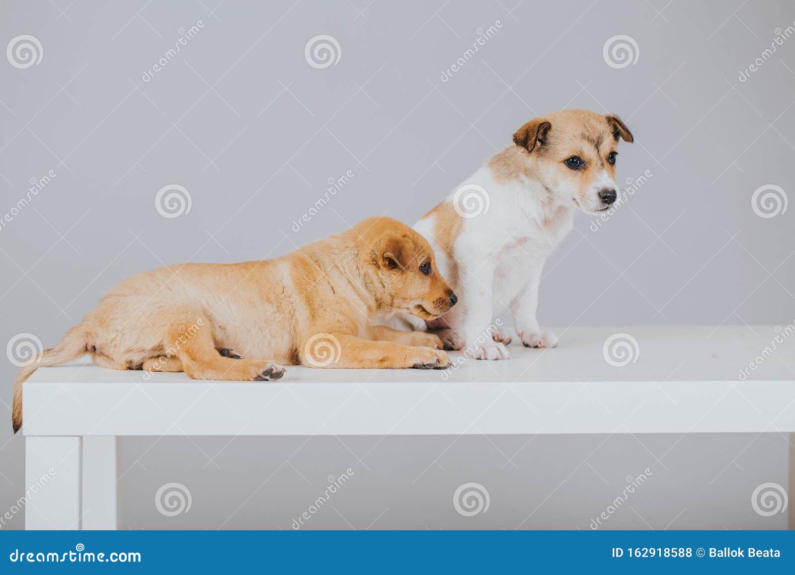 Small Puppies Resting in a Bed in the Studio Stock Photo - Image of ...