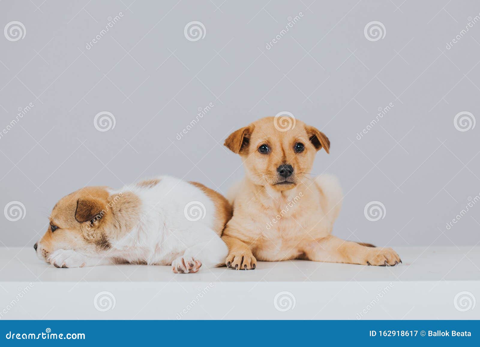 Small Puppies Resting in a Bed in the Studio Stock Image - Image of ...