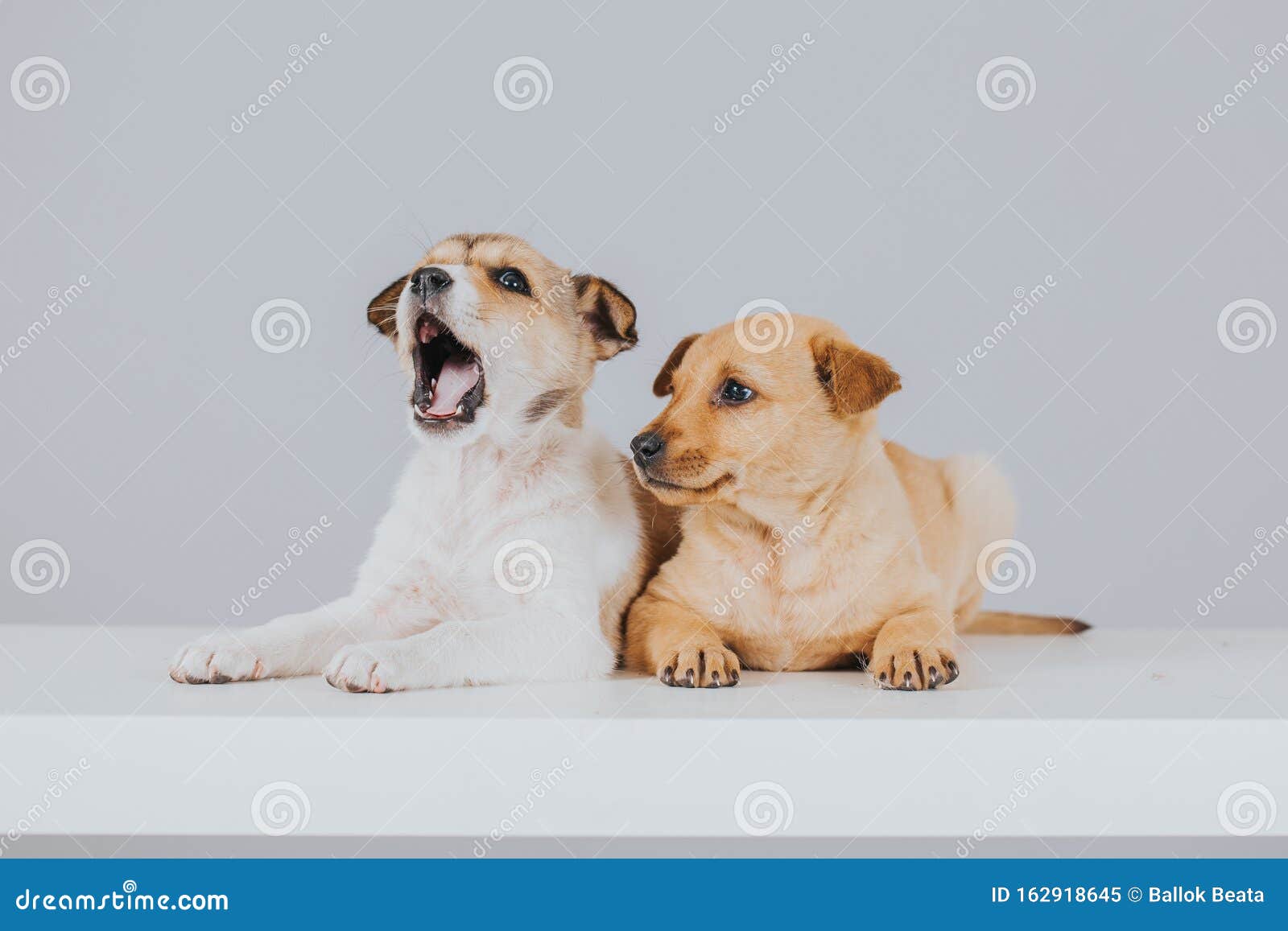 Small Puppies Resting in a Bed in the Studio Stock Image - Image of ...