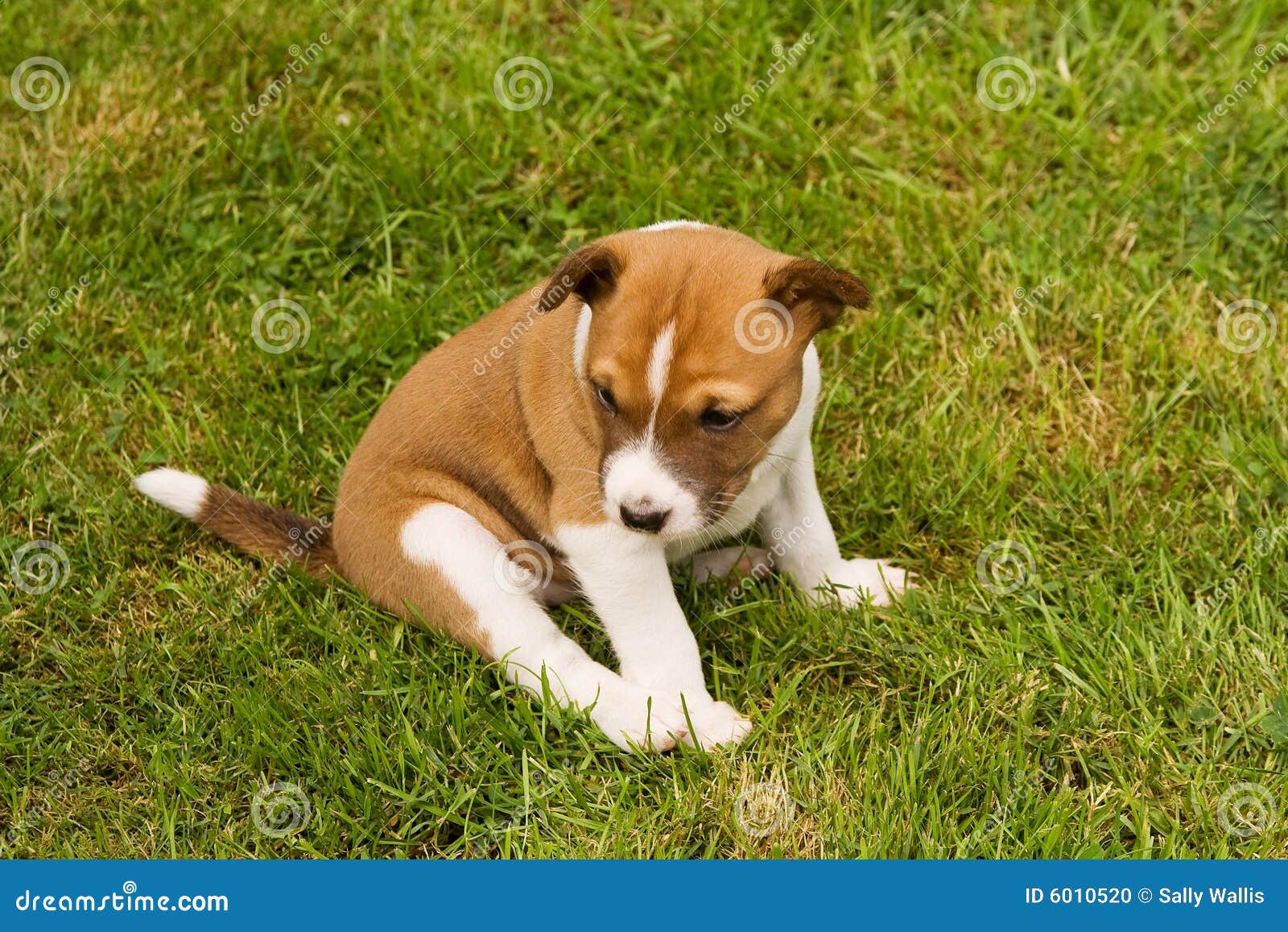 Small Pupppy frowning stock photo. Image of legs, frown - 6010520