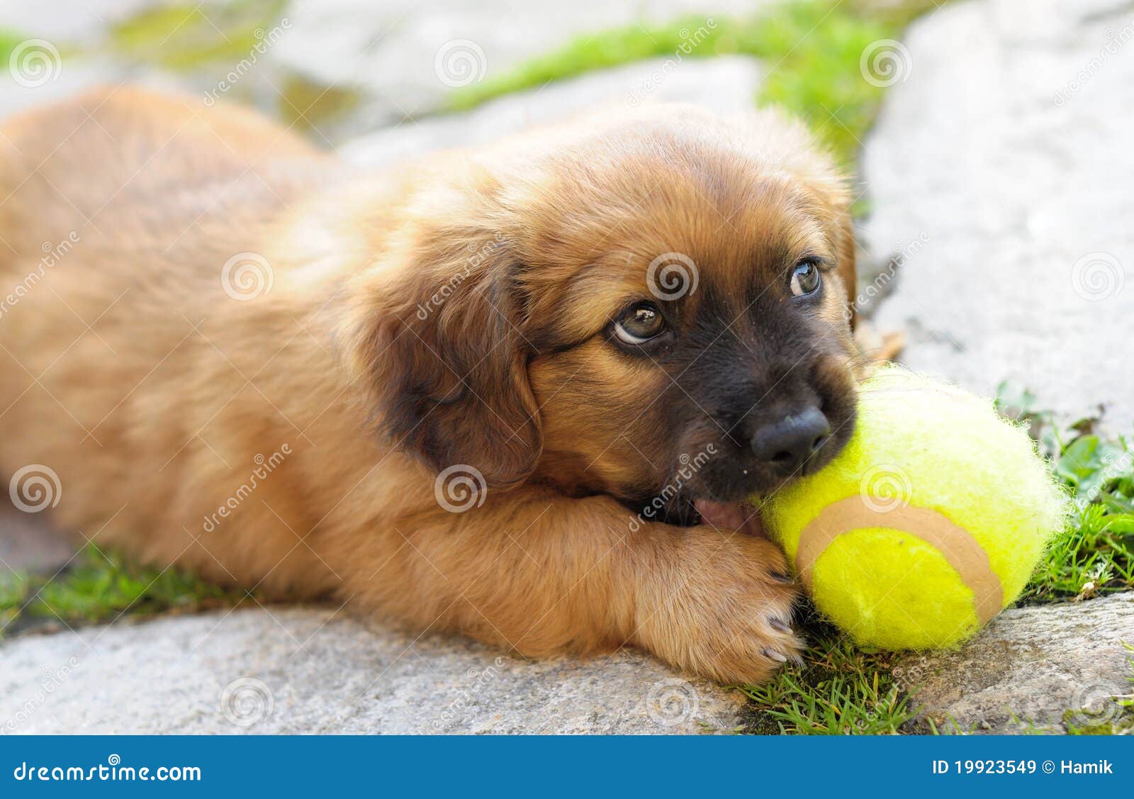 Small puppy stock image. Image of nice, doggy, happy - 19923549