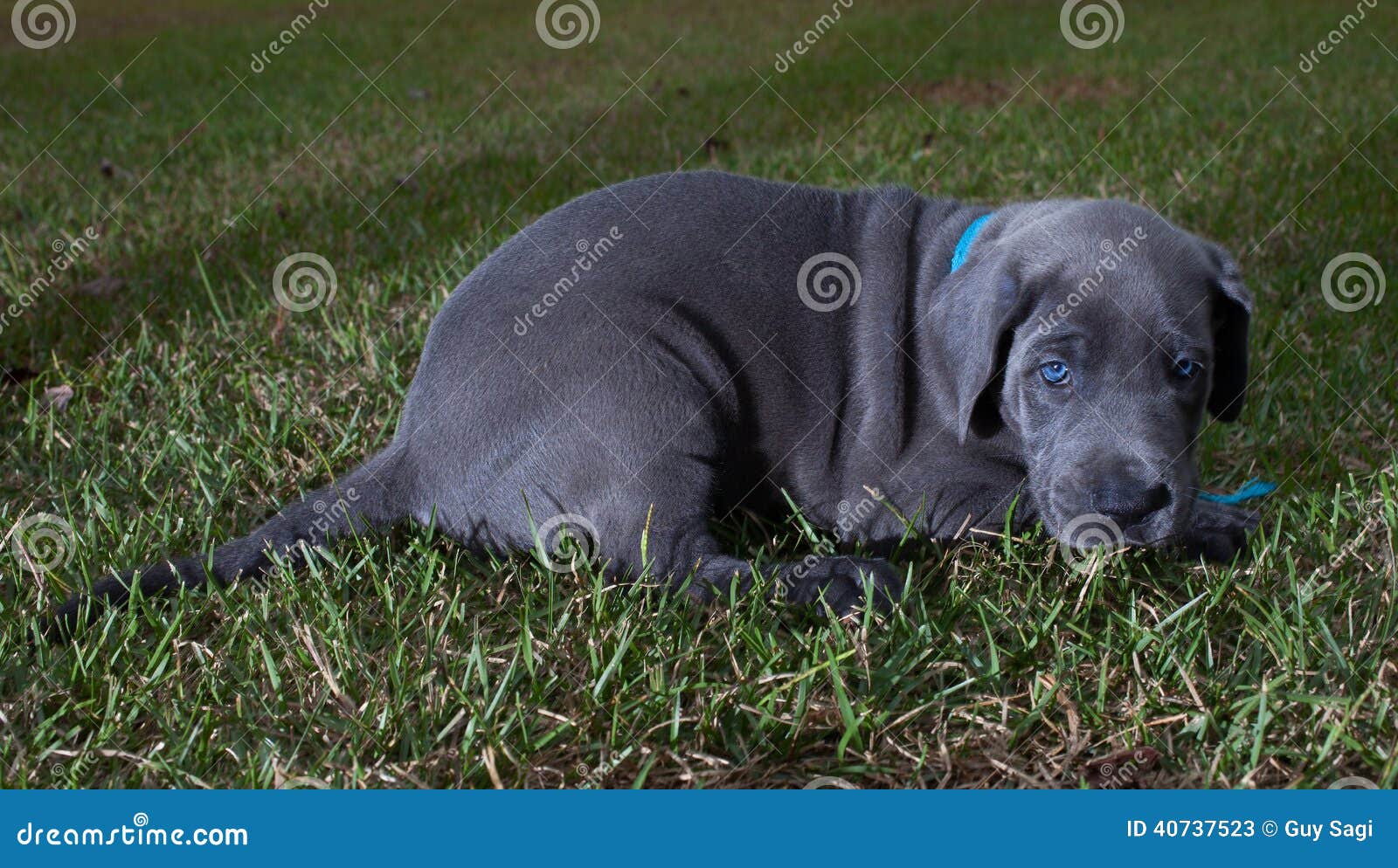 Small puppy stock image. Image of blue, mouth, trees - 40737523