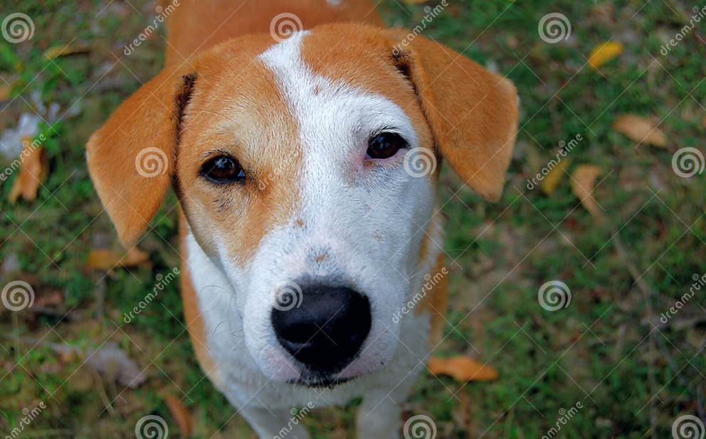 Small puppy dog stock image. Image of nose, terrier - 258596071