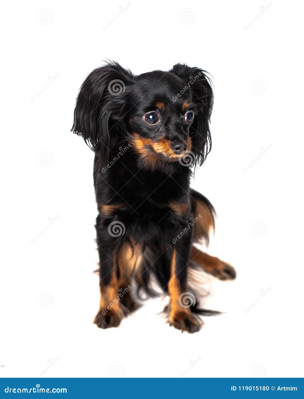 Small Puppy Dog on White Background Stock Photo - Image of terrier ...