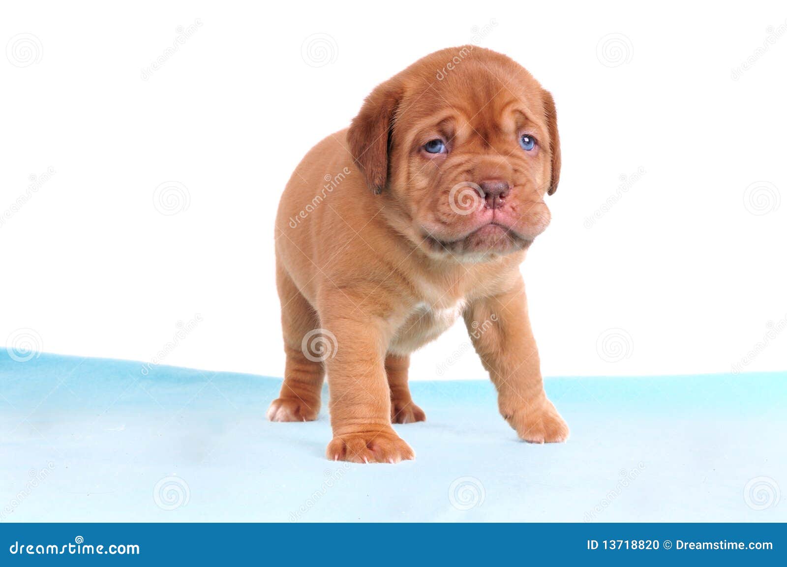 Small Puppy Learning To Walk Stock Photo - Image of boxer, beauty: 13718820