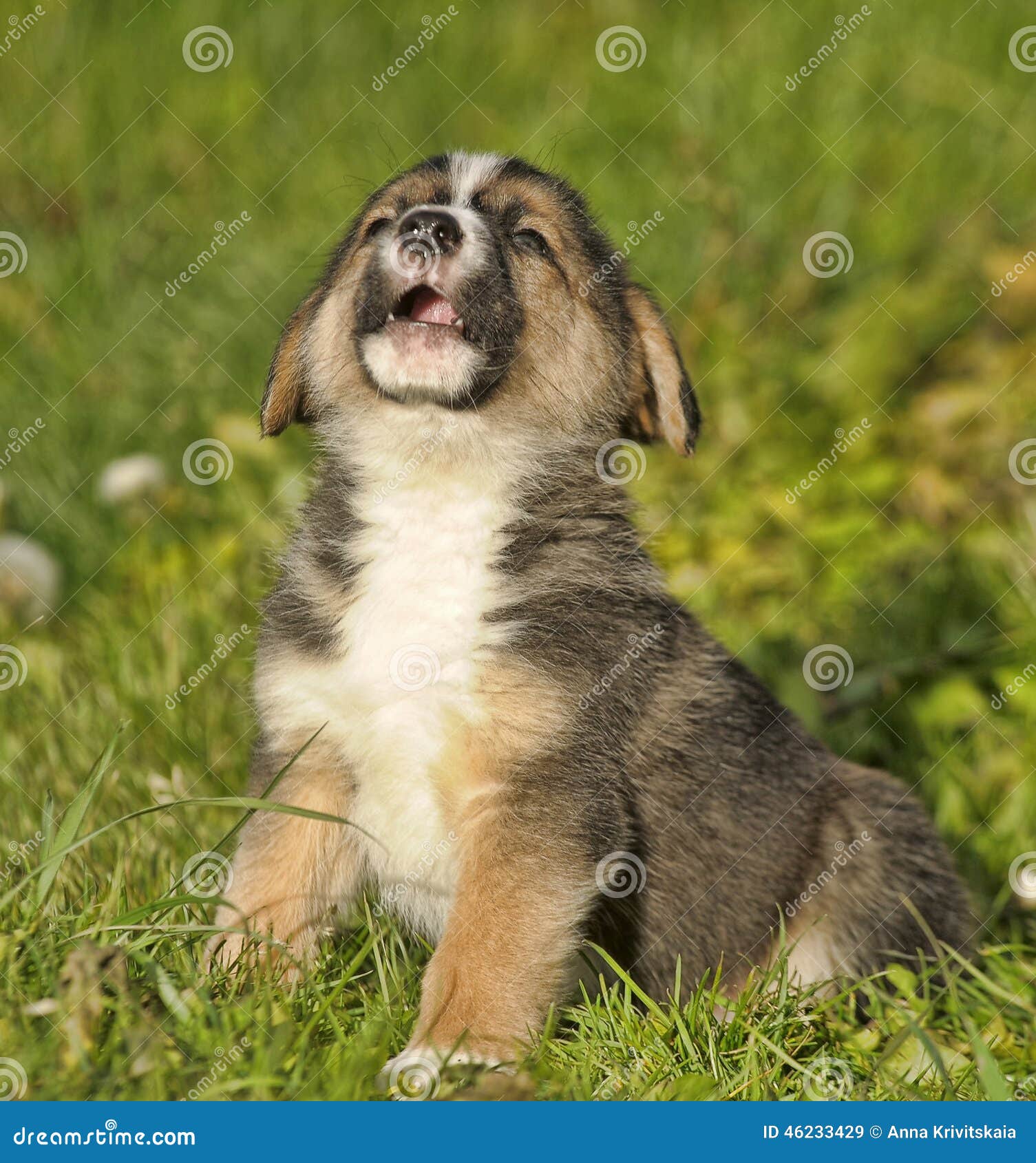 Small puppy learns to howl stock image. Image of copy - 46233429