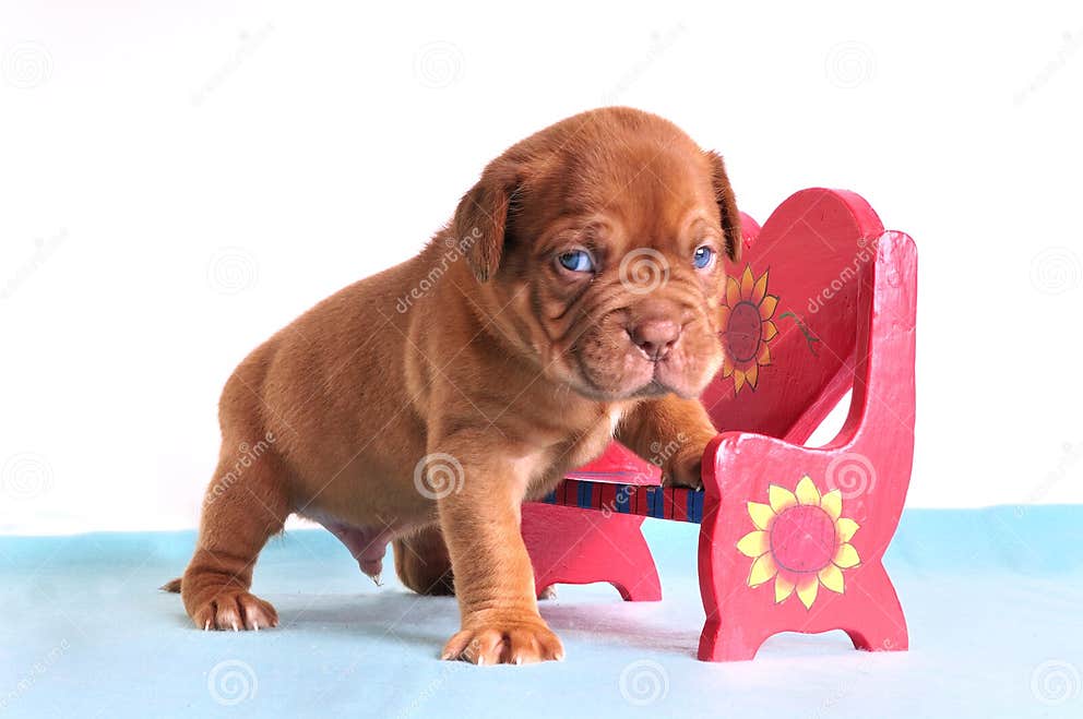 Small Puppy in Love stock photo. Image of dogue, look - 13721010