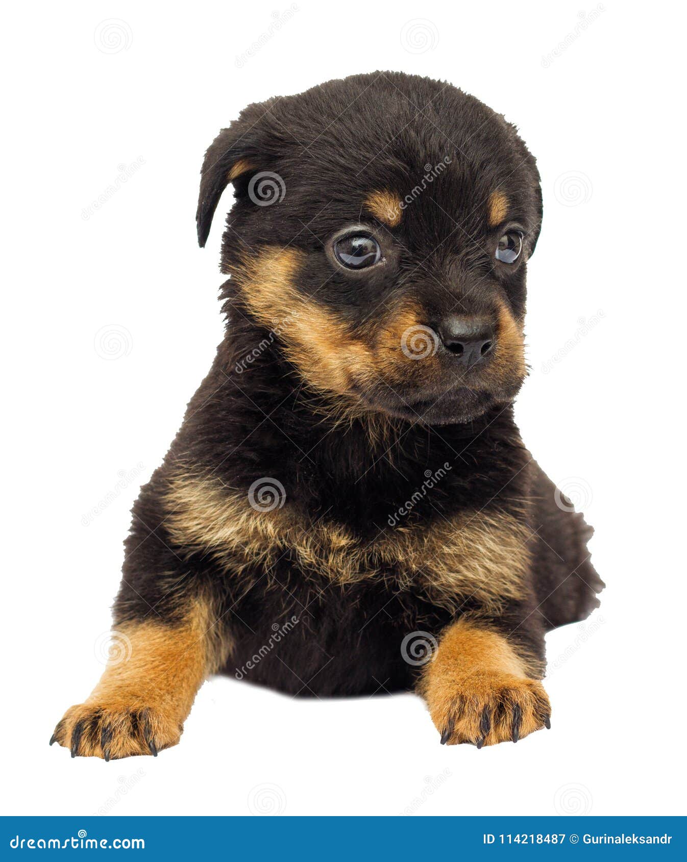 Small puppy of rottweiler stock image. Image of background - 114218487