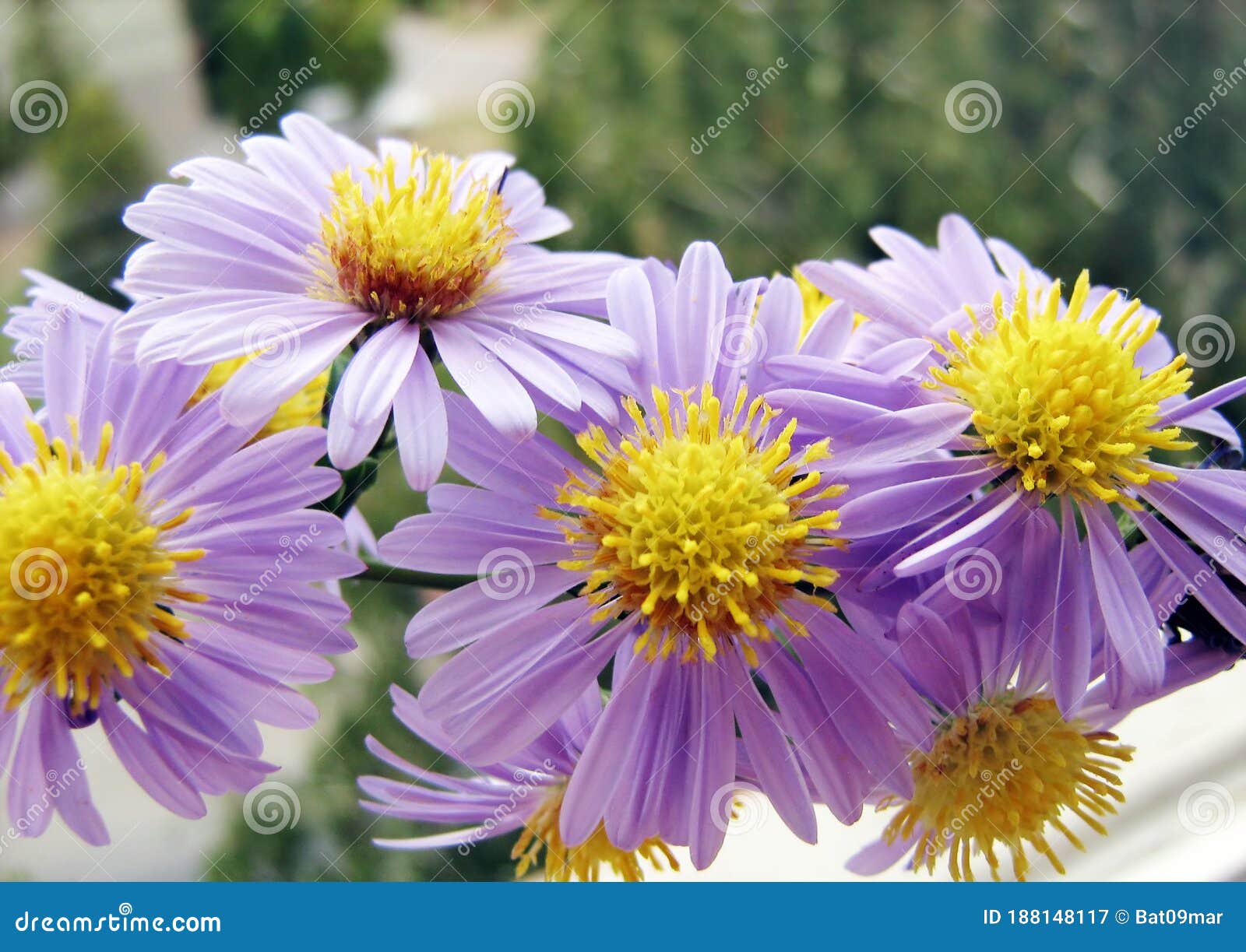 Small Purple Asters Closeup Aster Amellus, Italian Aster Stock Image ...