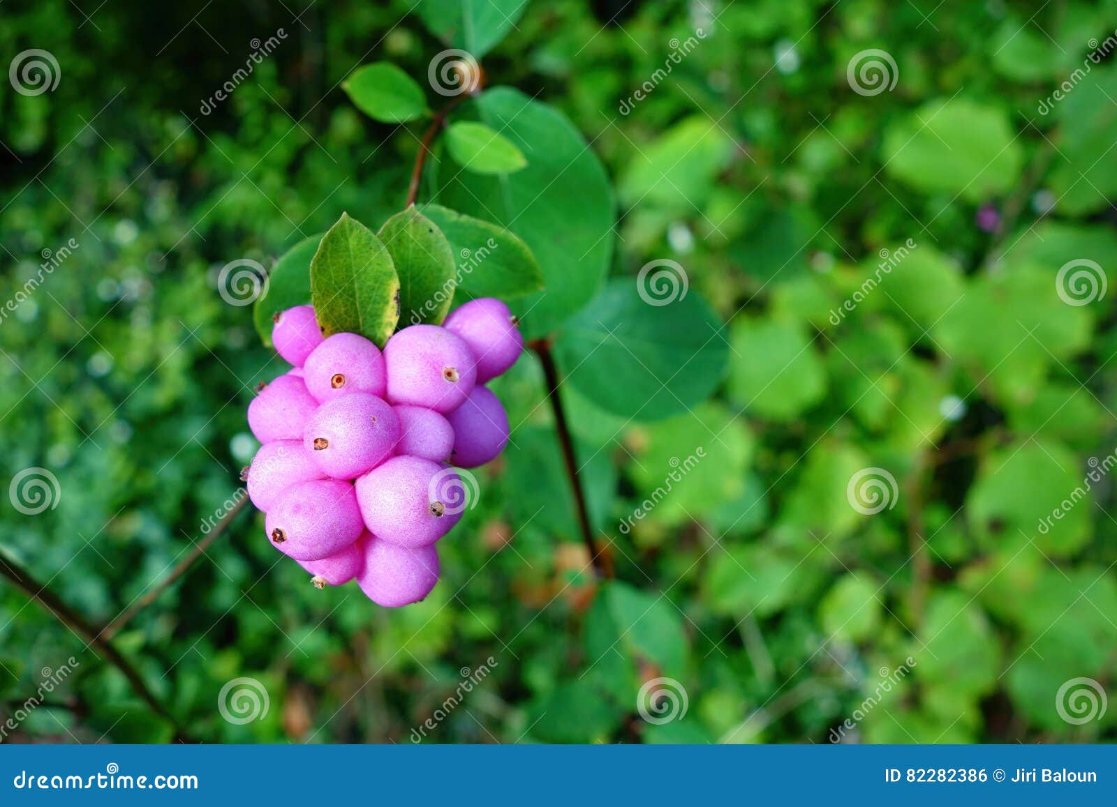 Small purple berries stock photo. Image of cluster, park - 82282386