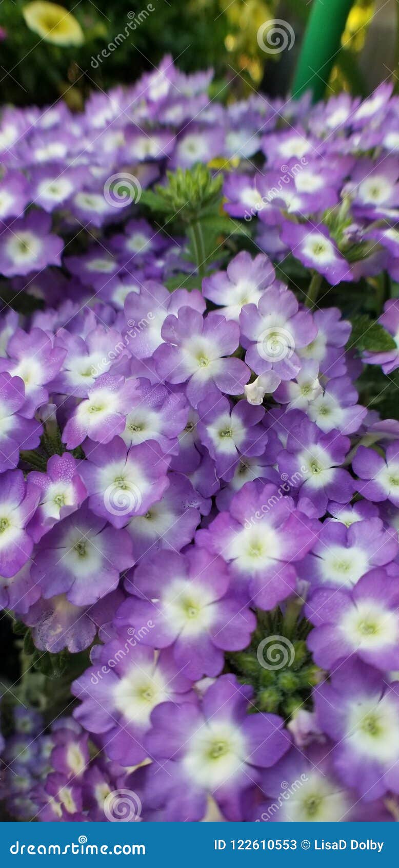 Small purple blooms stock image. Image of blooms, flowers - 122610553