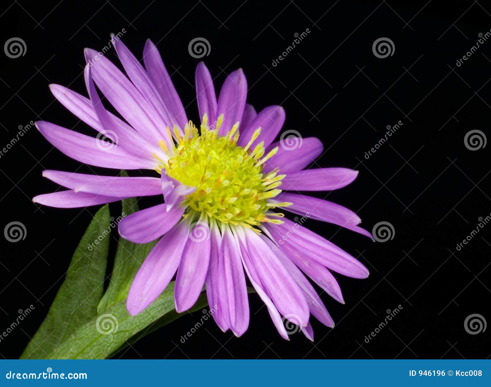 Small Purple Flower stock photo. Image of bloom, design - 946196