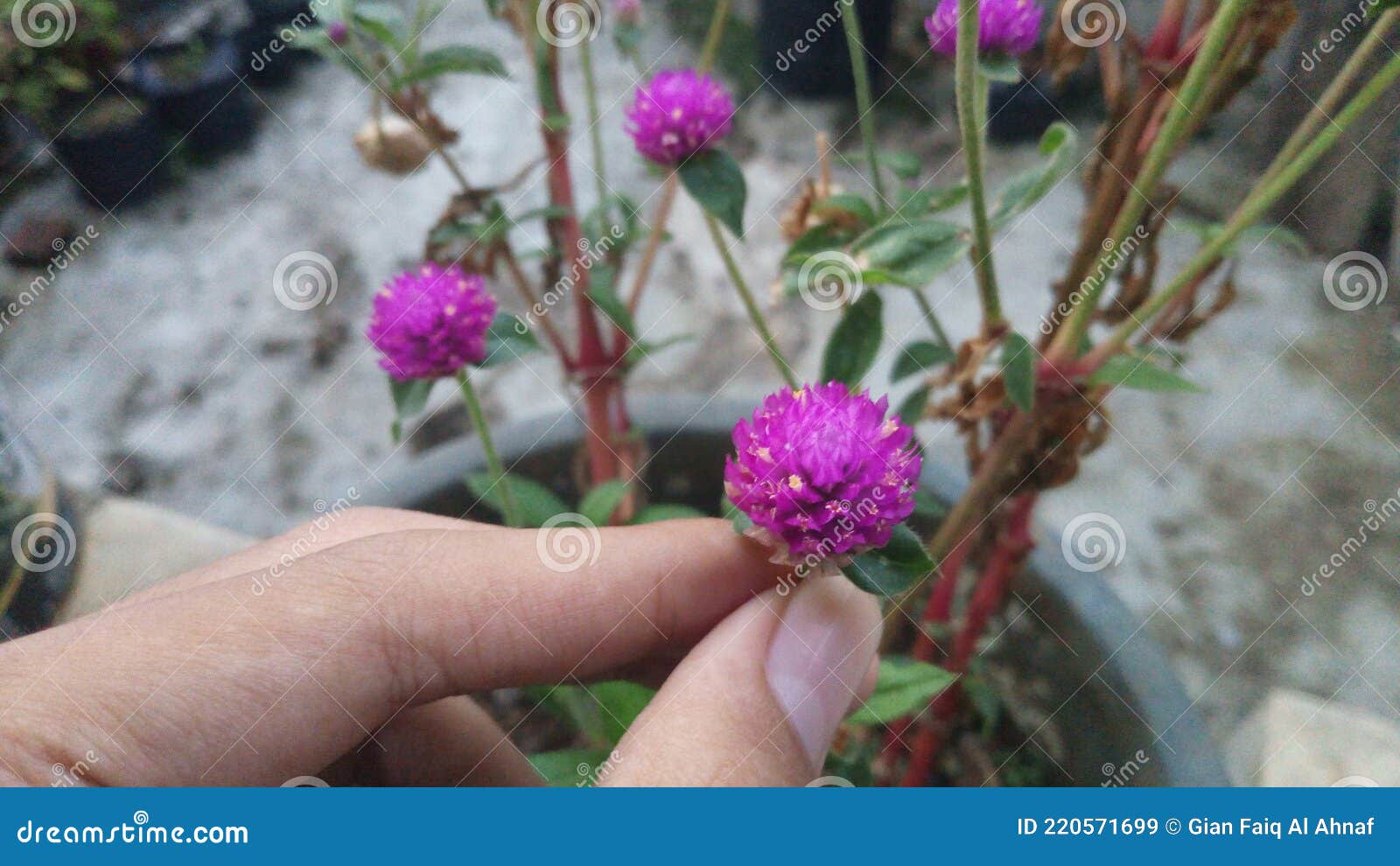 Small Purple Flower in Hand Stock Image - Image of purple, hand: 220571699