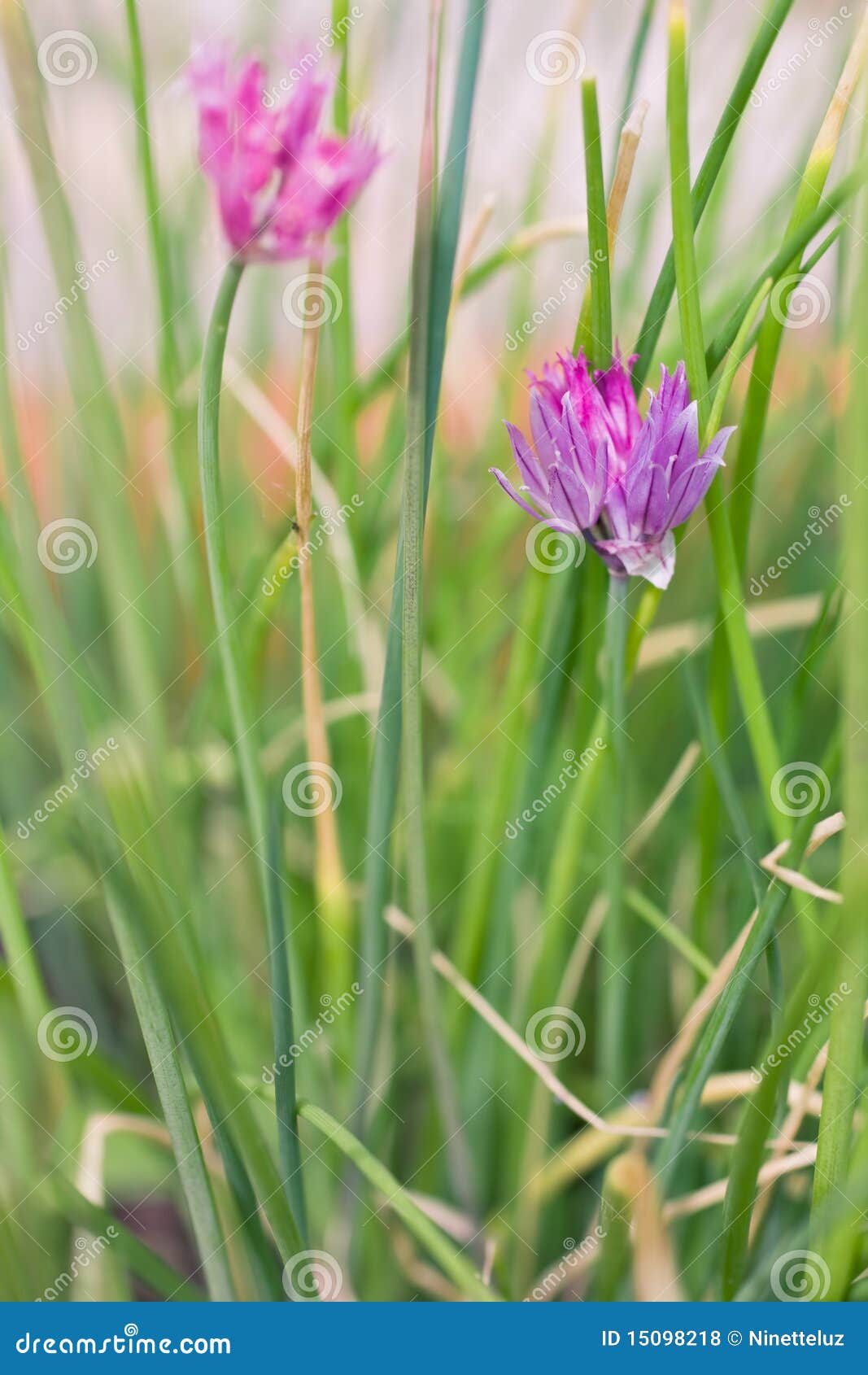 Small Purple Flowers stock photo. Image of grass, object - 15098218