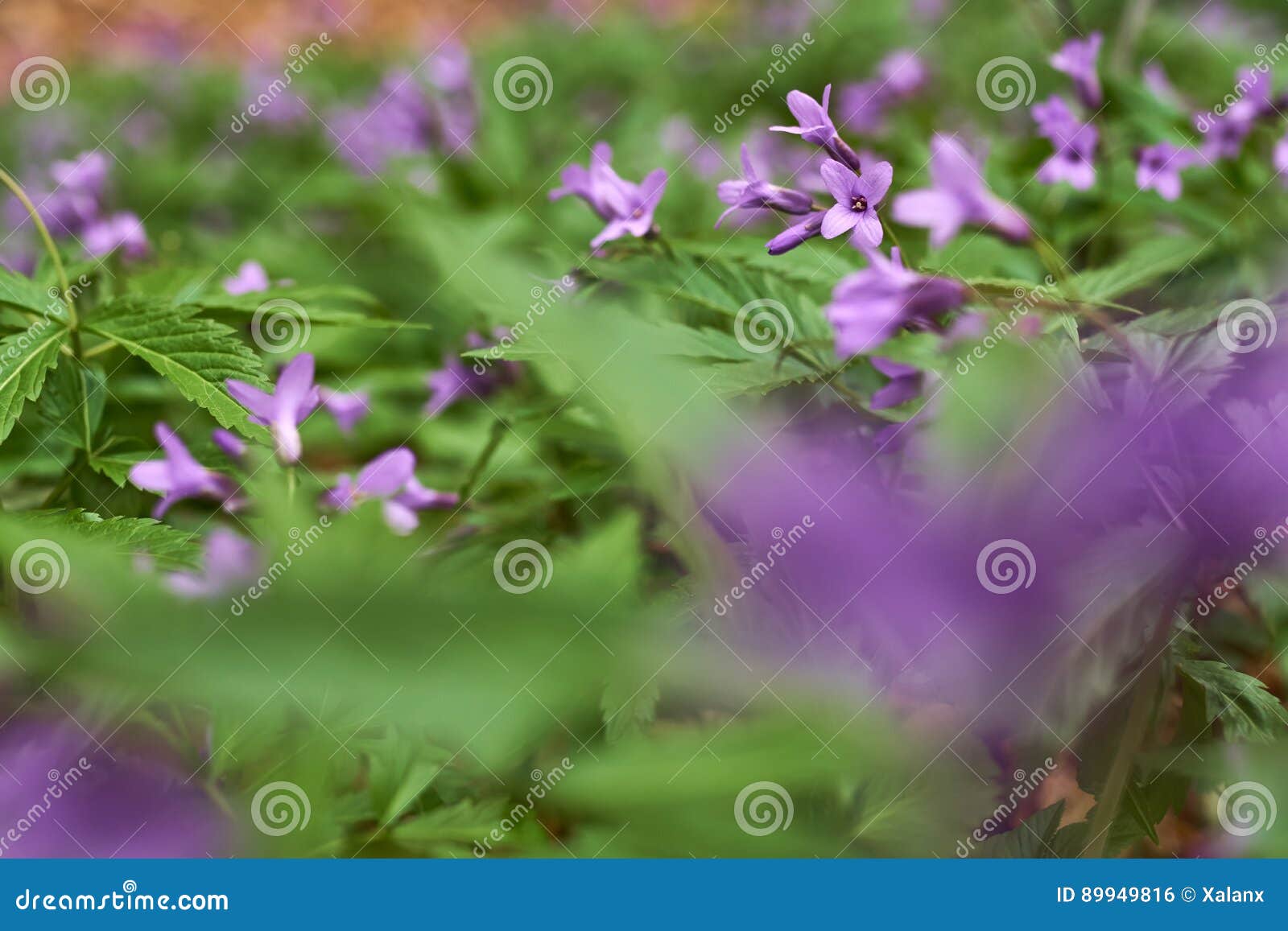 Small purple flowers stock photo. Image of ground, meadow - 89949816