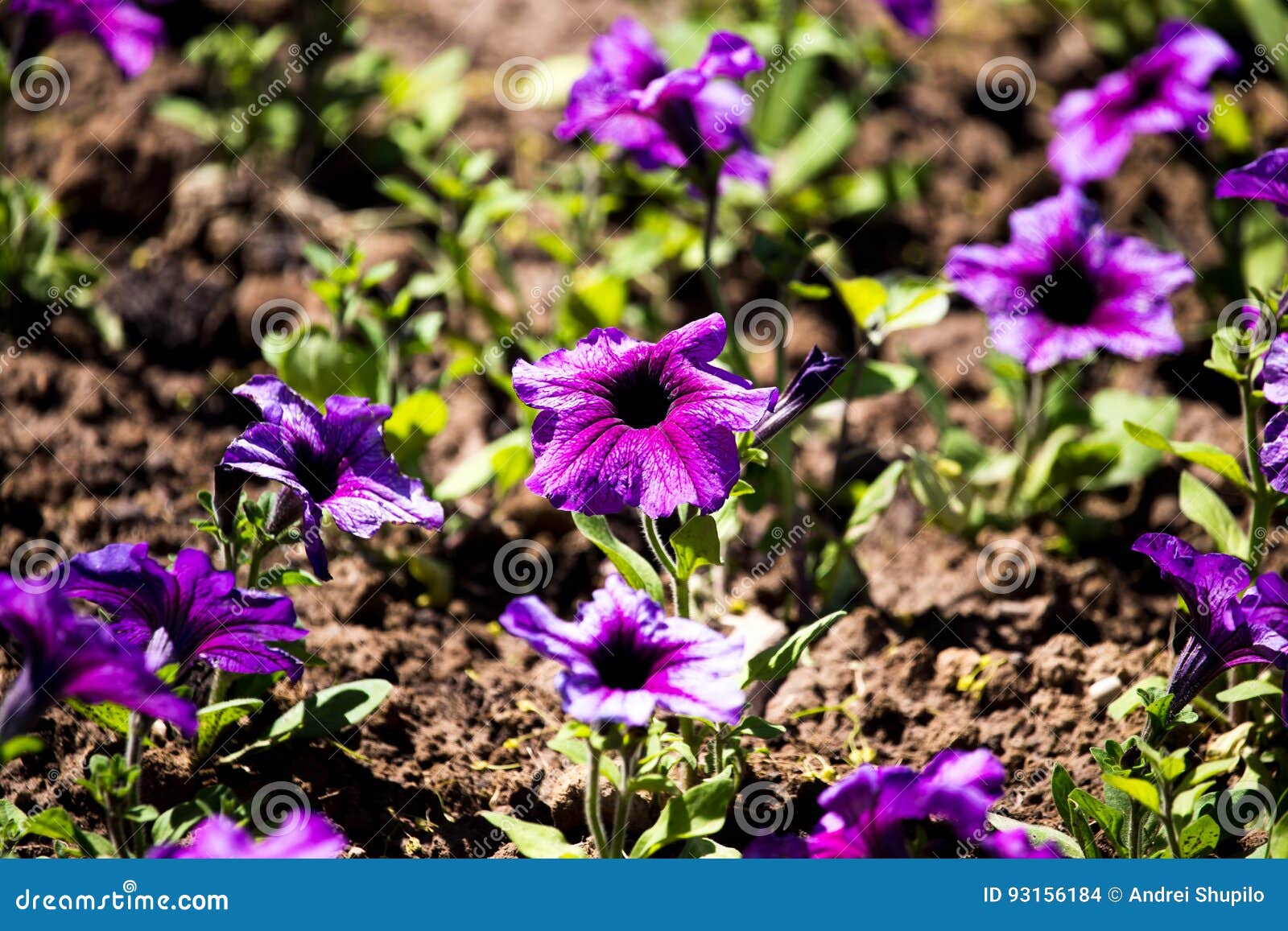 Small Purple Flowers on the Ground in Nature Stock Photo - Image of ...