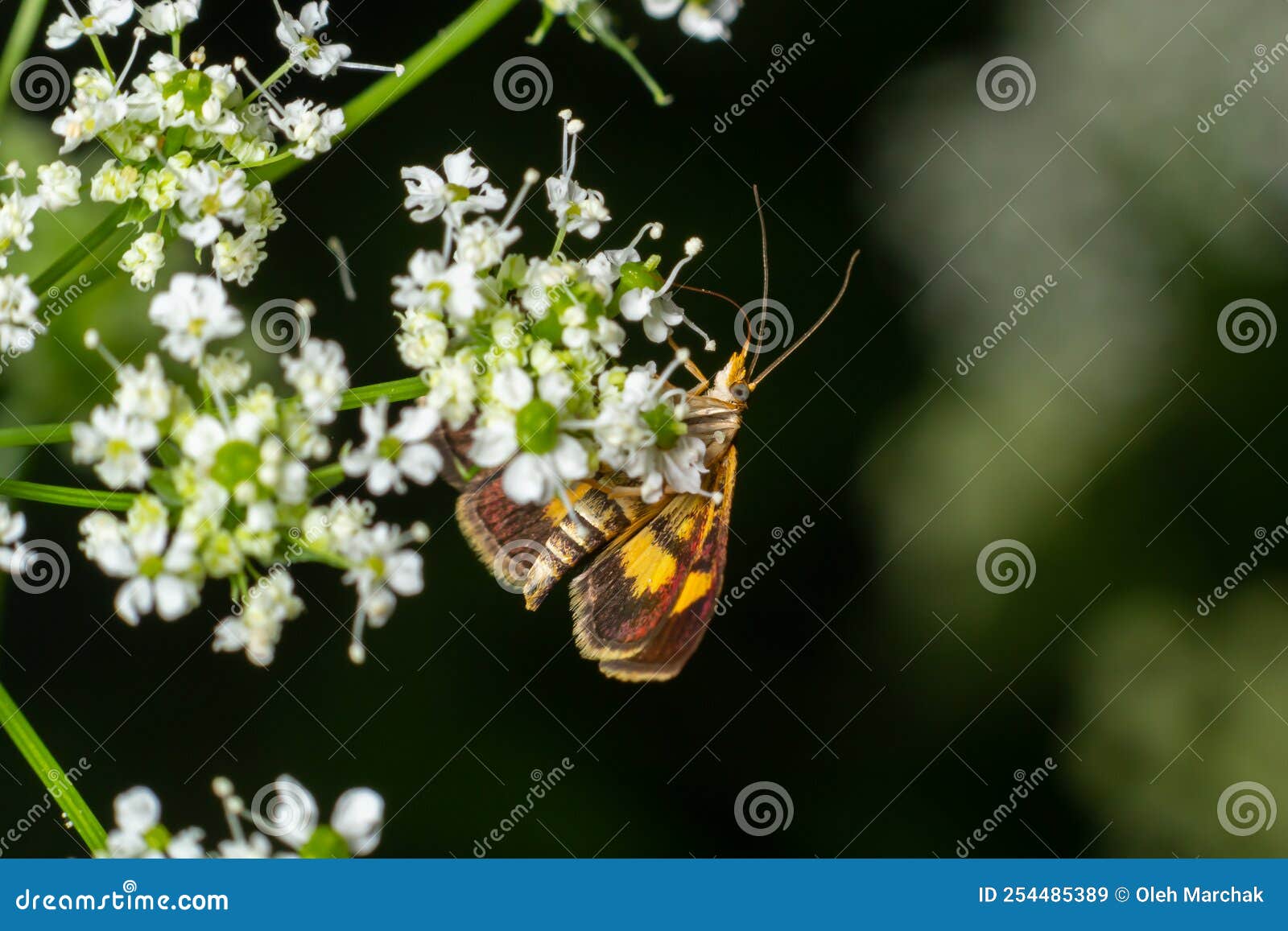 A Small Purple and Gold Moth Pyrausta Aurata Seen in June Stock Image ...