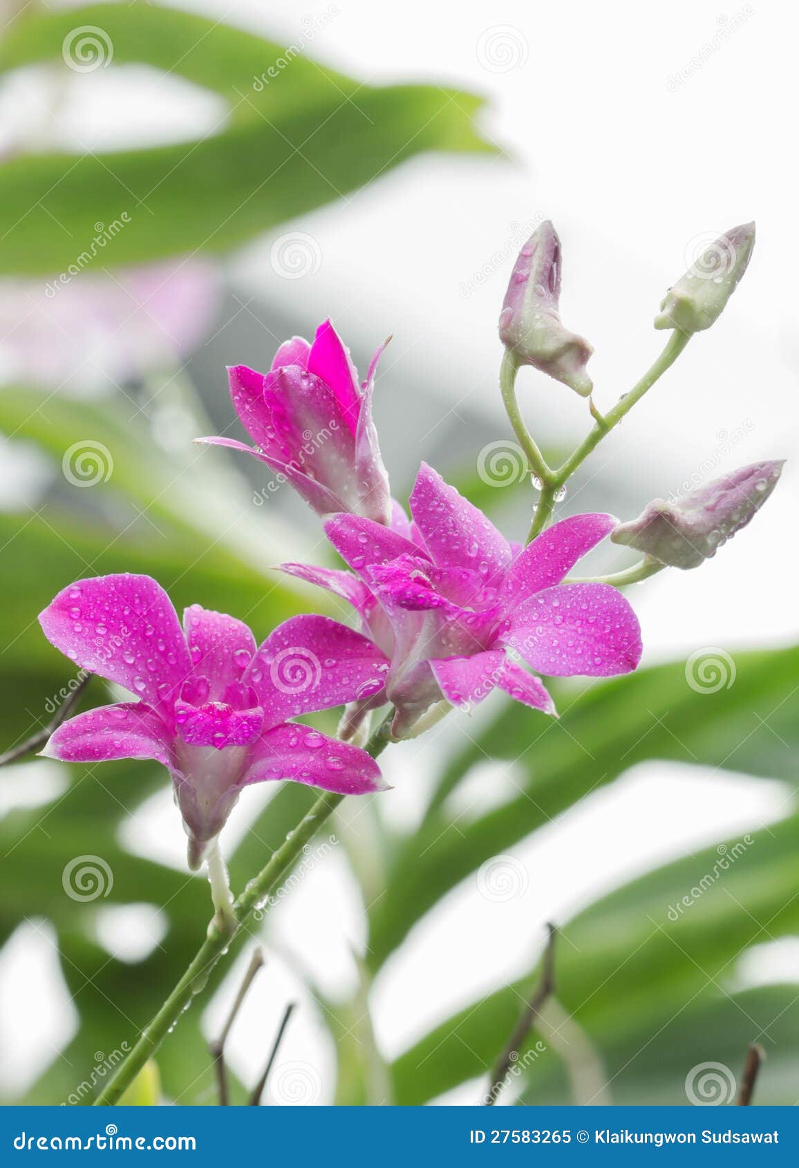 Small Purple Orchid with Dew Drop Stock Image - Image of water, flora ...