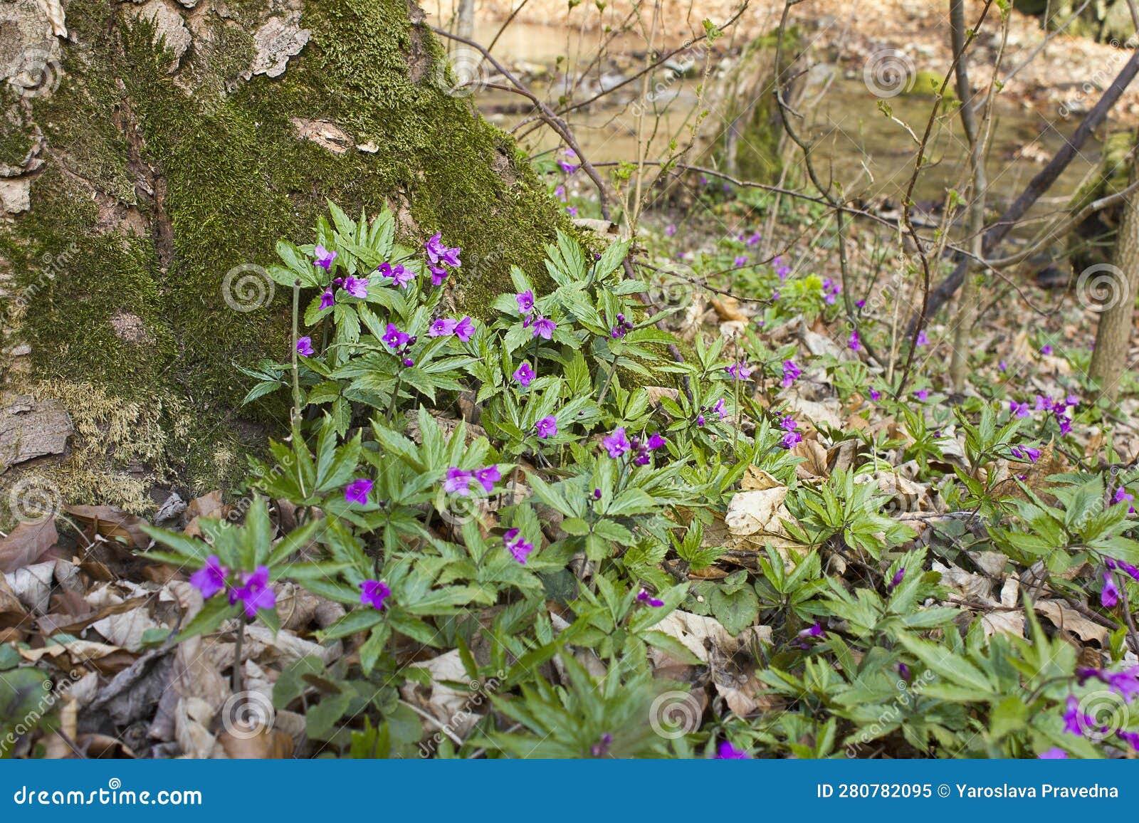 Small Purple Spring Flowers Stock Image - Image of stream, flowers ...
