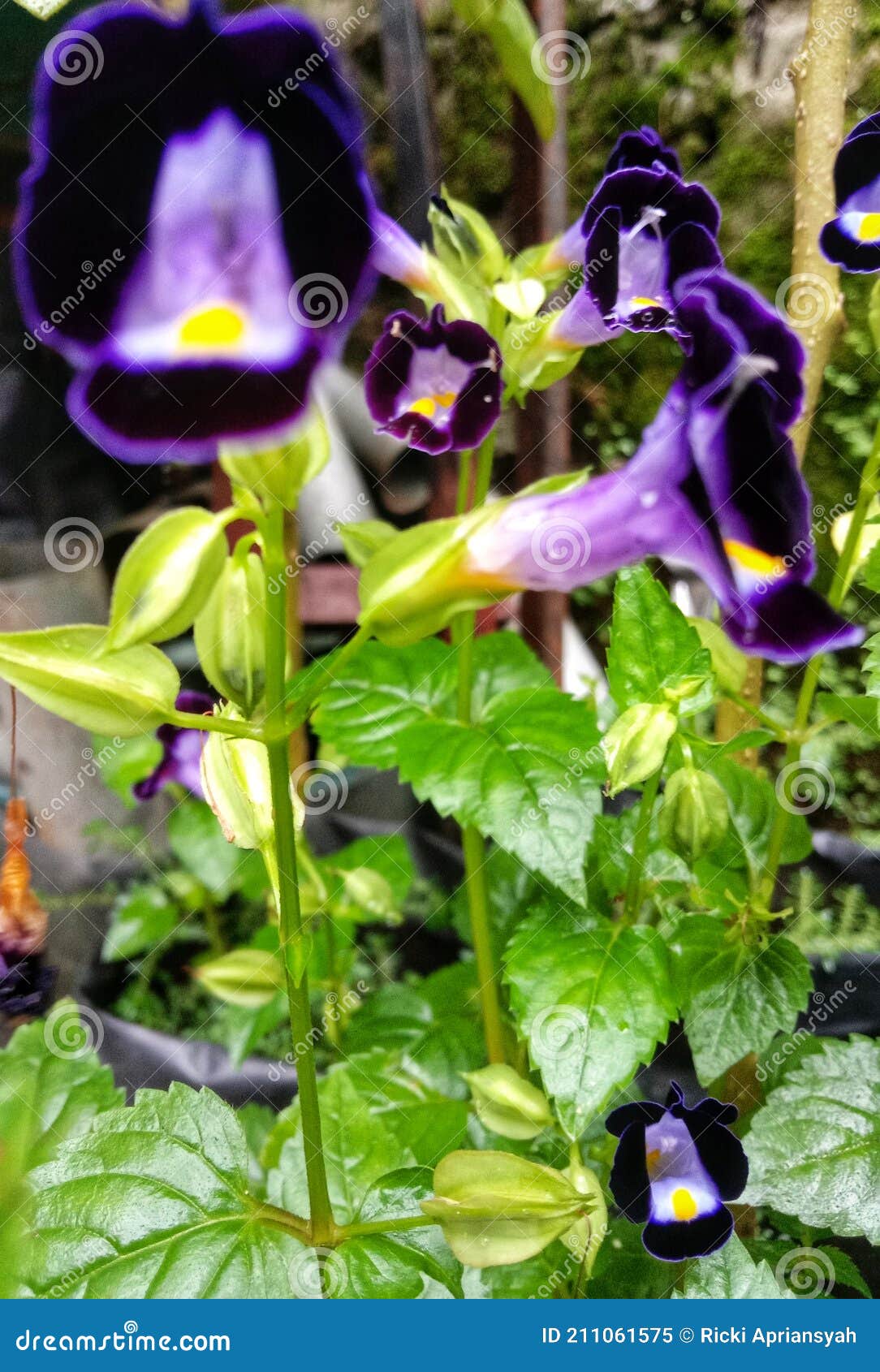 Small Purple Trumpet Flower Stock Image - Image of purpletrumpet, small ...