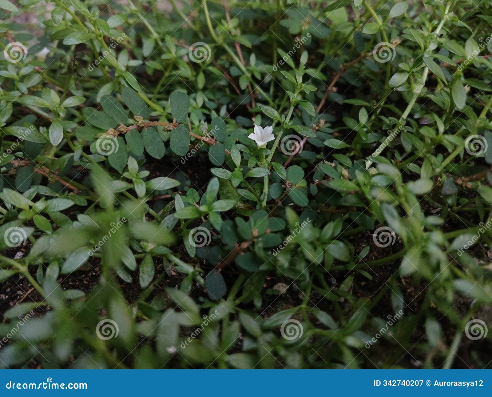 SMALL PURSLANE or HOGWEED or PURSLEY PLANTS Stock Image - Image of food ...