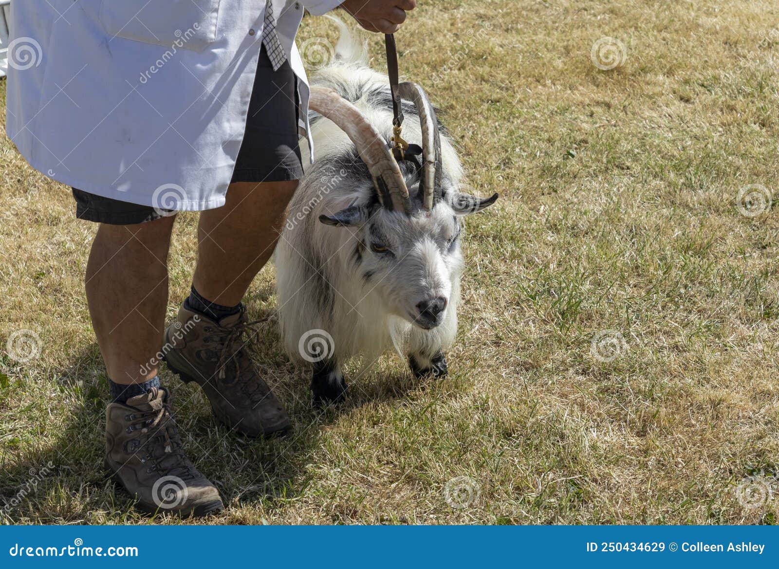 Grumpy Goat Stock Photos - Free & Royalty-Free Stock Photos from Dreamstime