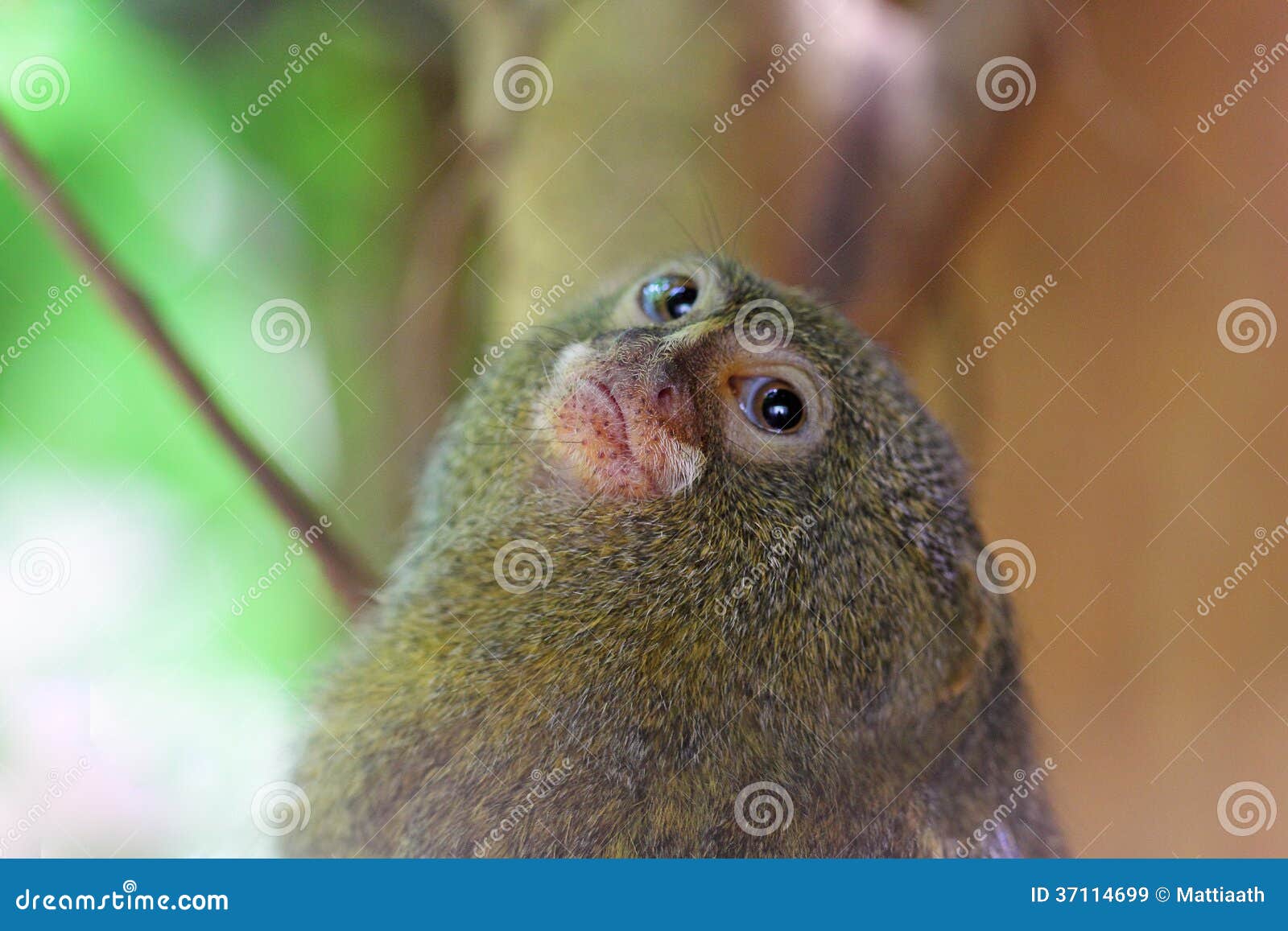 A small pygmy marmoset stock image. Image of america - 37114699
