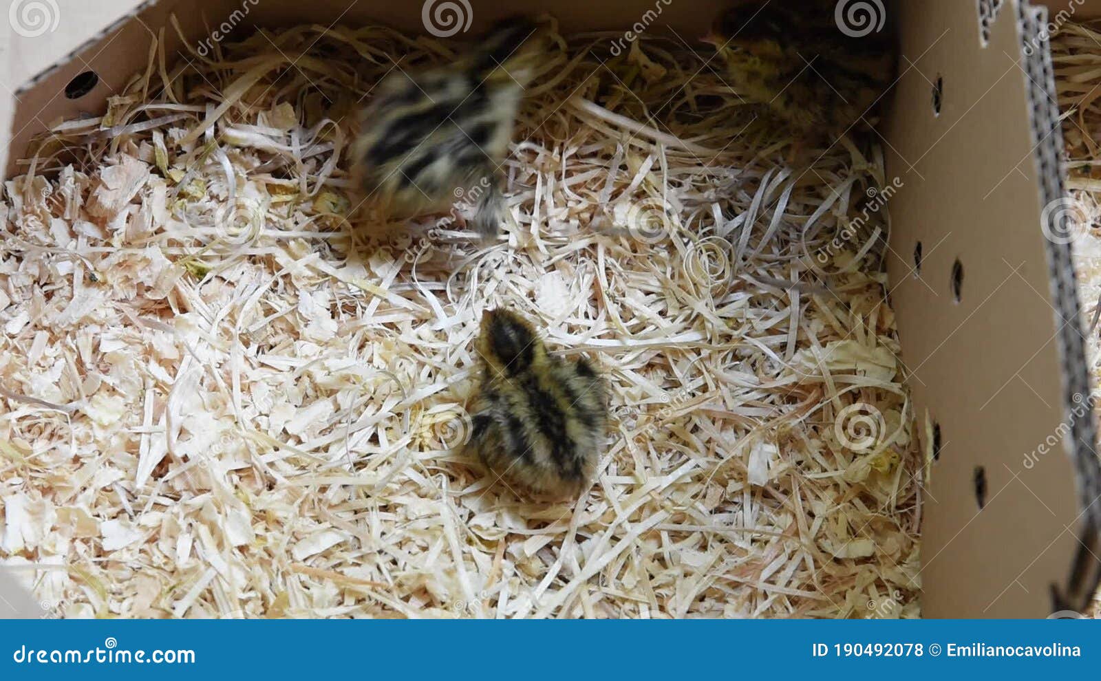 3 Small Quail Chicks in a Cardboard Box Stock Footage - Video of bird ...