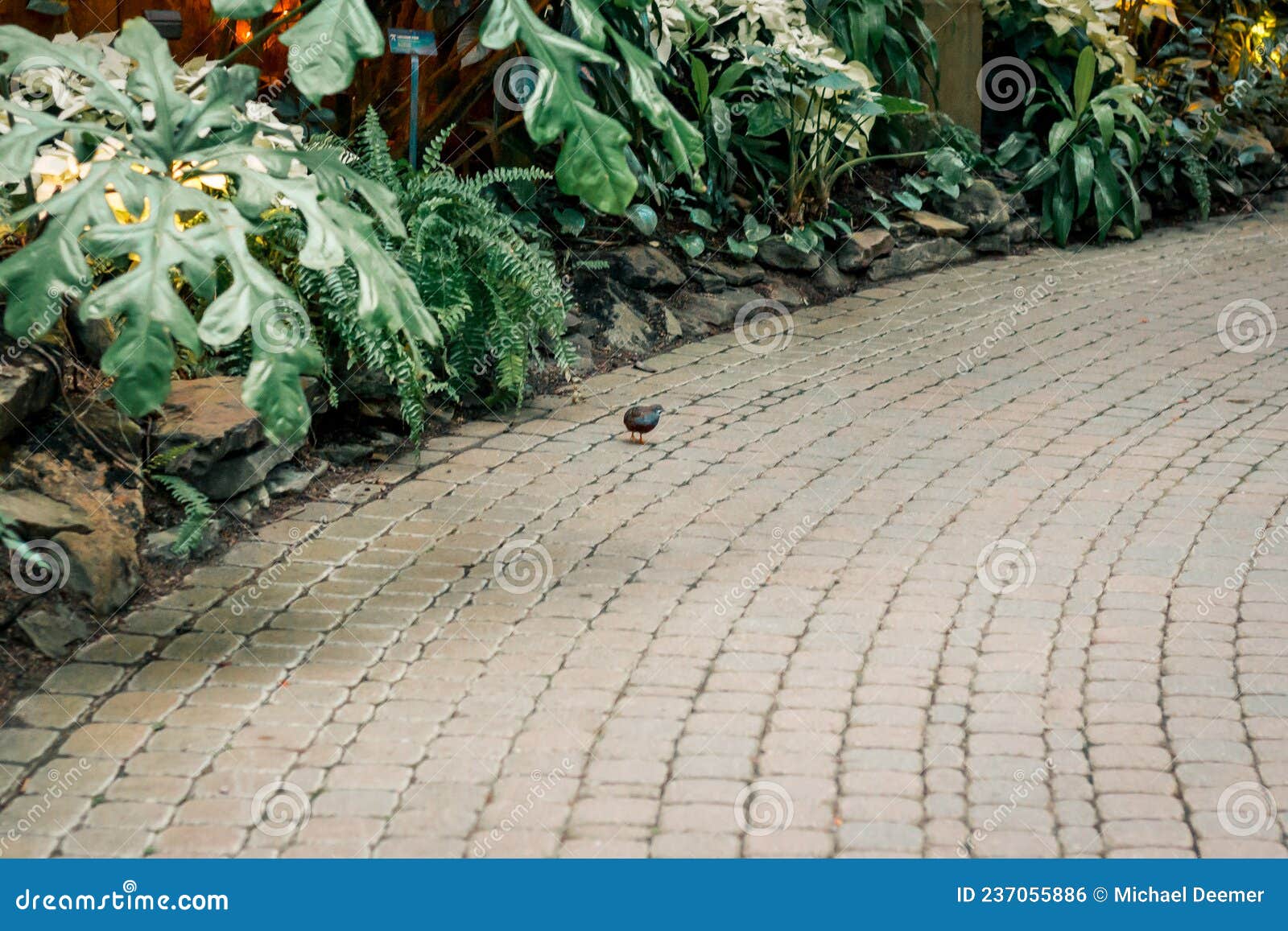 Small Quail Running Along a Path Stock Photo - Image of painted, nature ...