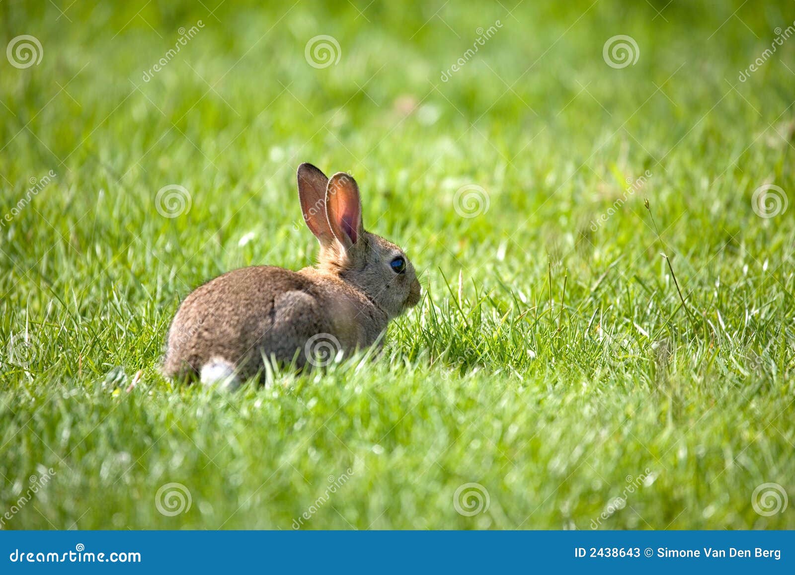 Small rabbit stock image. Image of bunnies, animal, mammal - 2438643