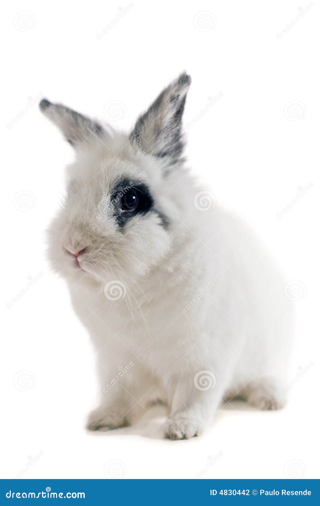 Small Rabbit Picture. Image: 4830442