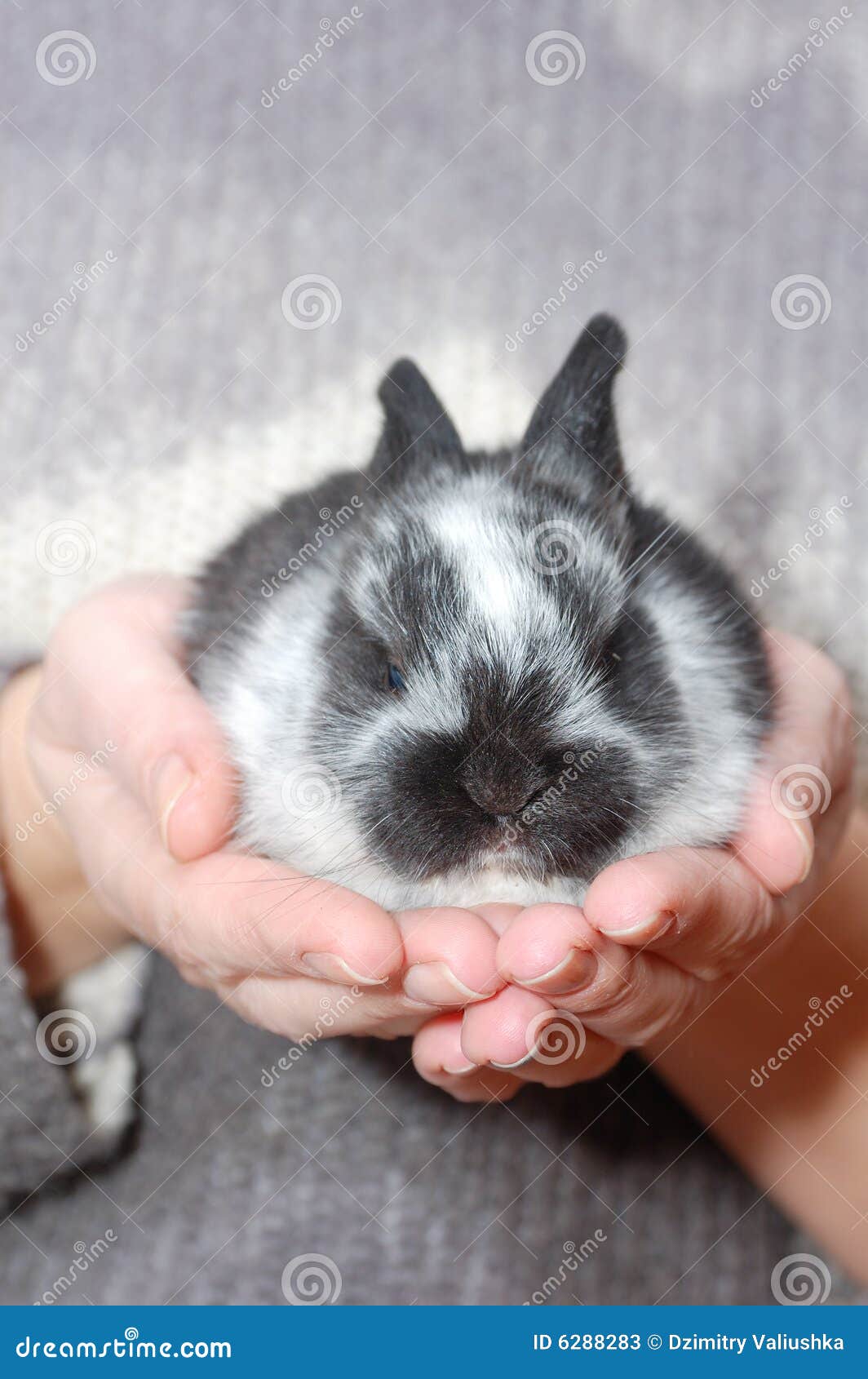 Small rabbit stock image. Image of looking, small, pretty - 6288283