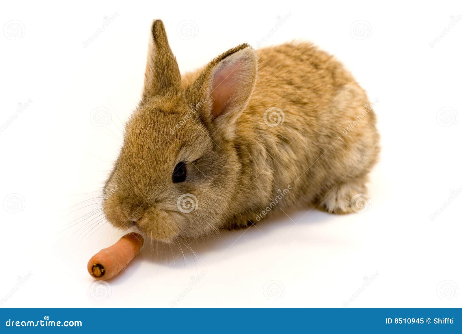 Small rabbit stock image. Image of close, cute, domestic - 8510945